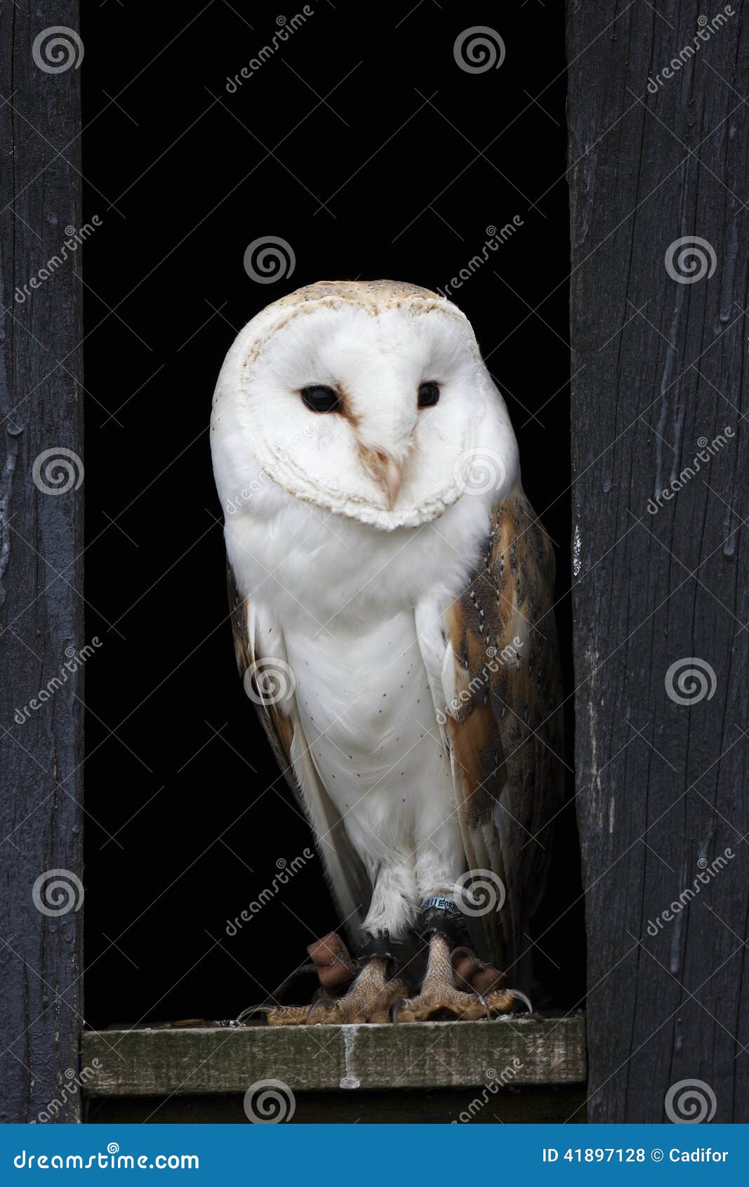 Barn Owl stock photo. Image of perching, alba, tyto, bird - 41897128