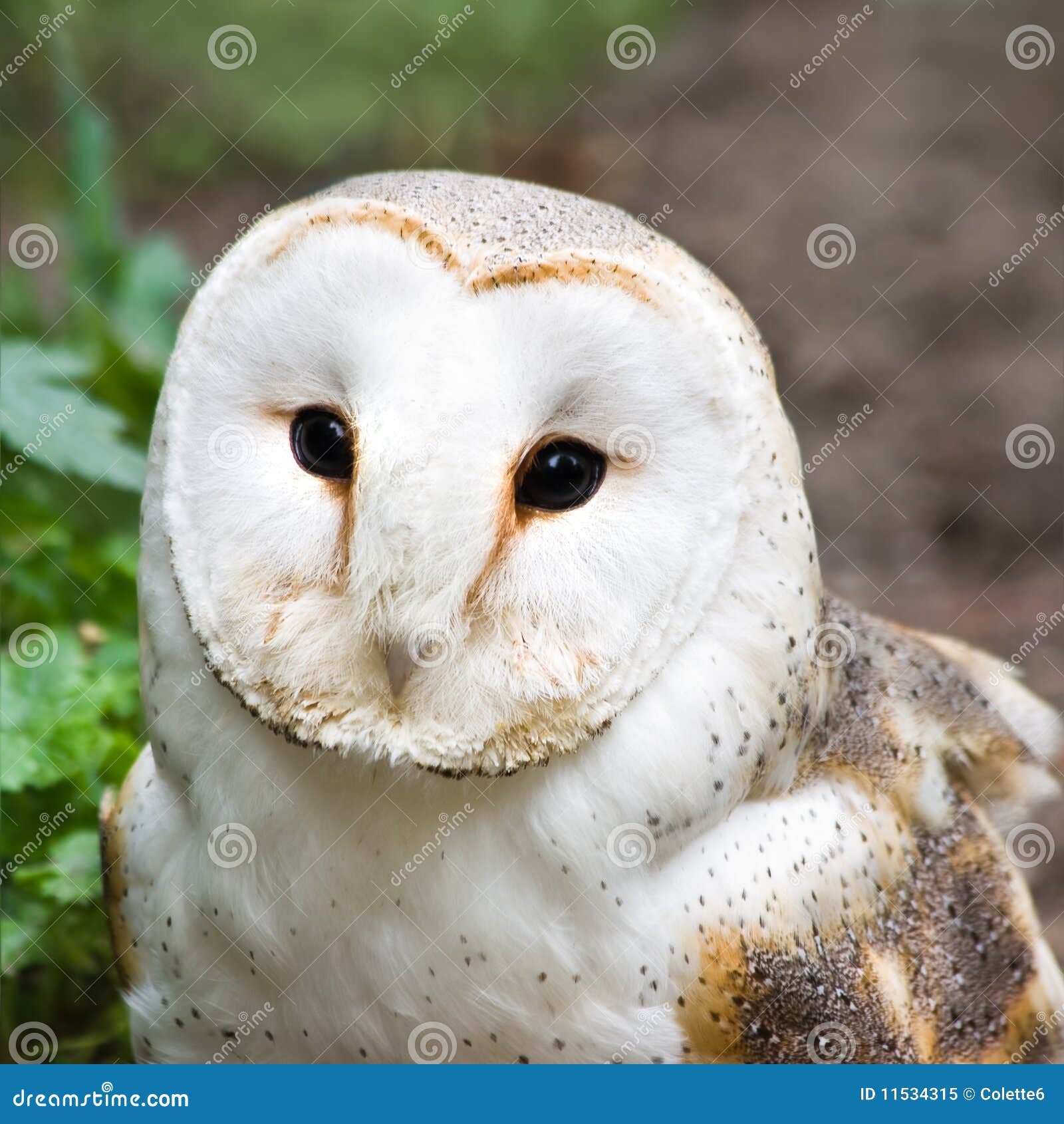 Barn Owl or Church Owl - Square Image Stock Image - Image of barn ...