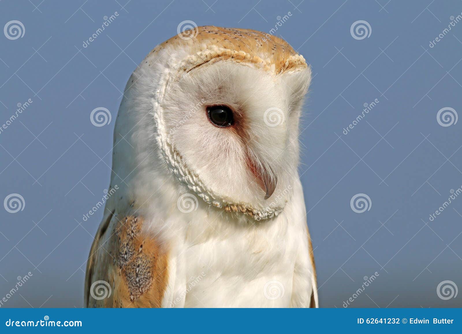 Barn owl stock photo. Image of prey, wise, night, hoot - 62641232