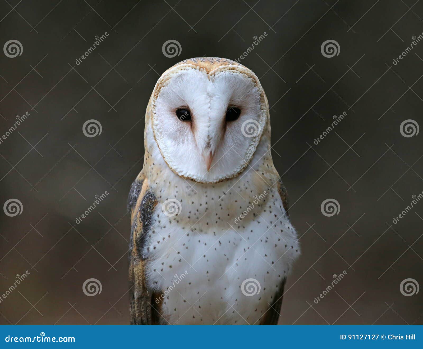 Barn Owl Close-Up stock image. Image of face, eyes, back - 91127127