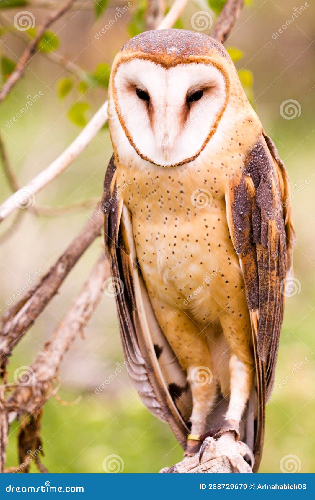 Barn owl stock image. Image of brown, nature, wildlife - 288729679