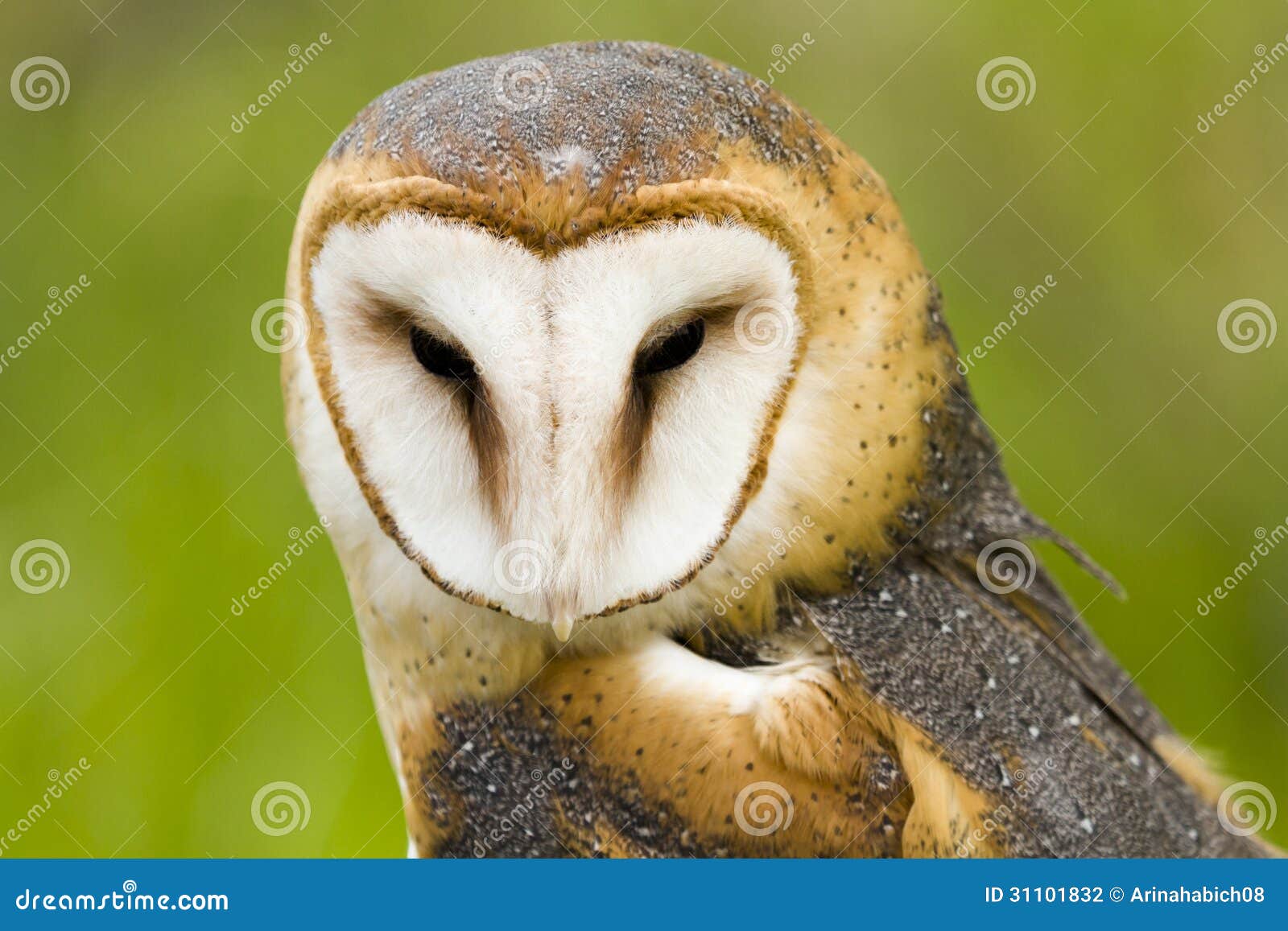 Barn owl stock photo. Image of eyes, face, nature, bird - 31101832