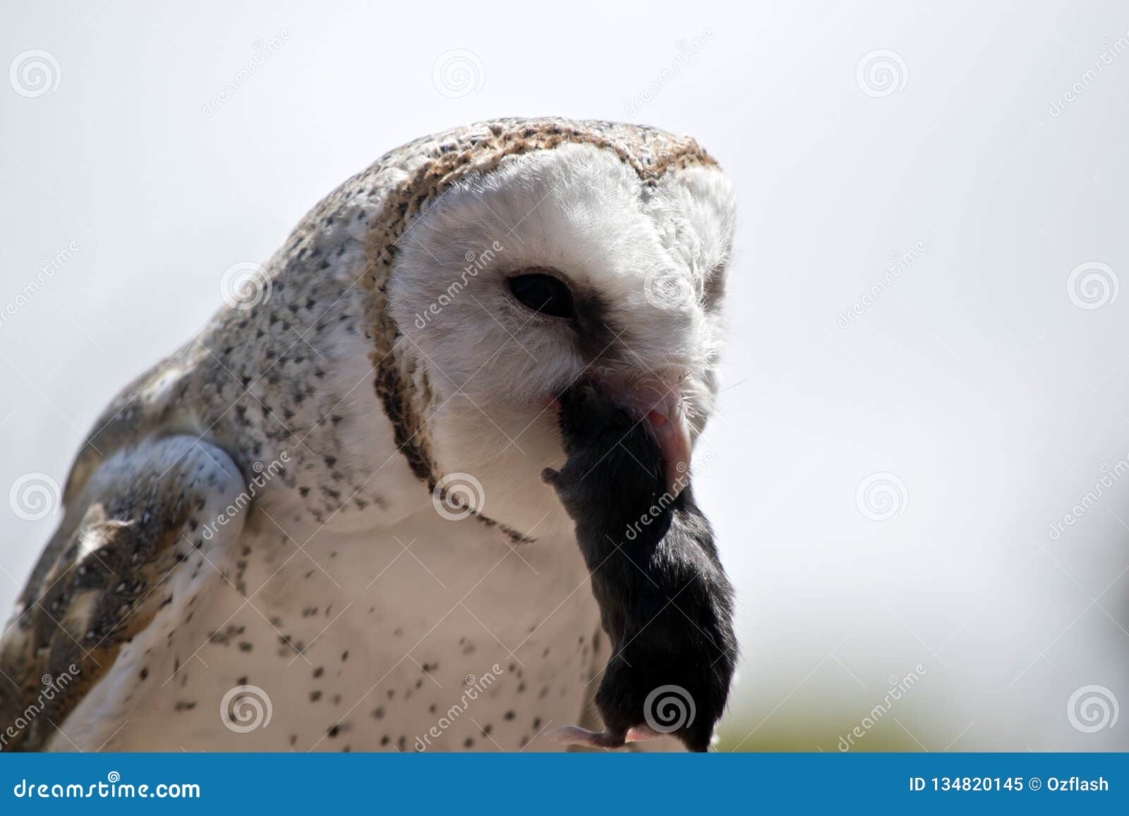 A barn owl stock image. Image of prey, eyes, raptor - 134820145