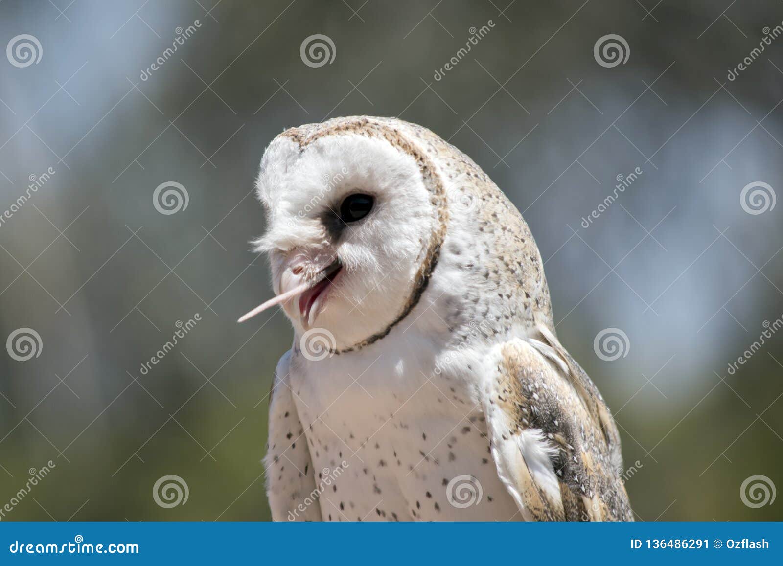 A barn owl stock image. Image of australian, mice, mouser - 136486291