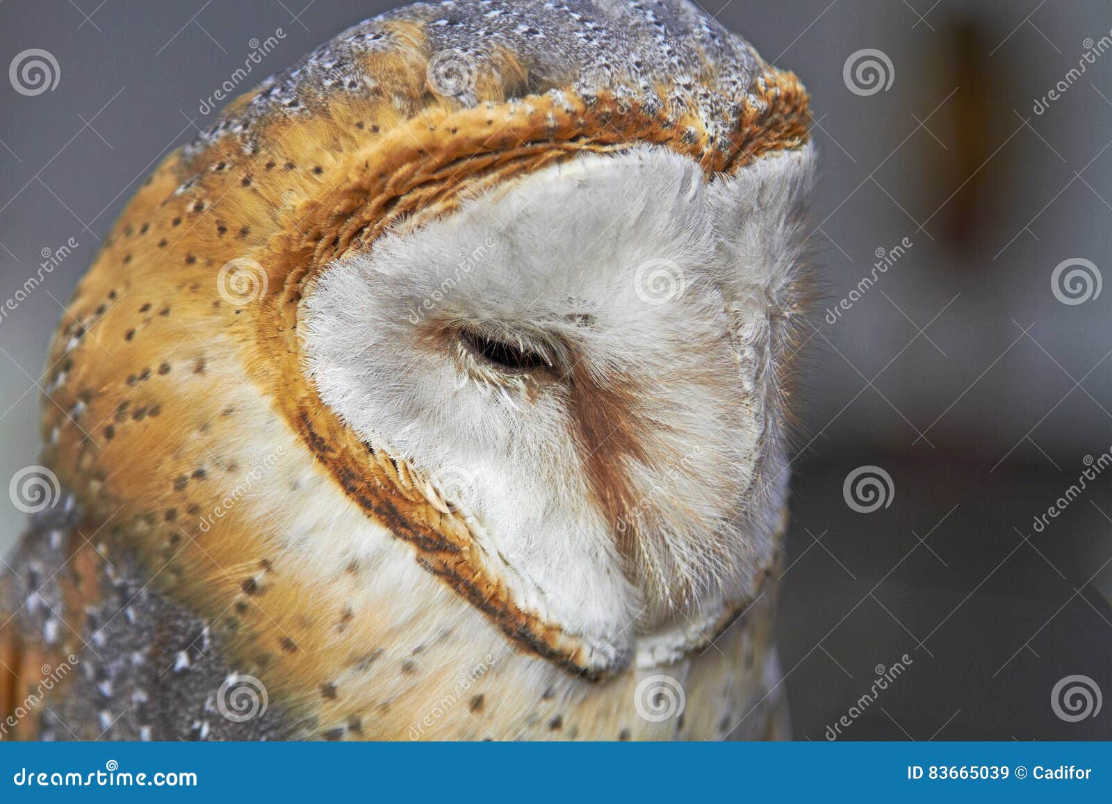 Barn Owl stock image. Image of raptor, face, avian, inquisitive - 83665039