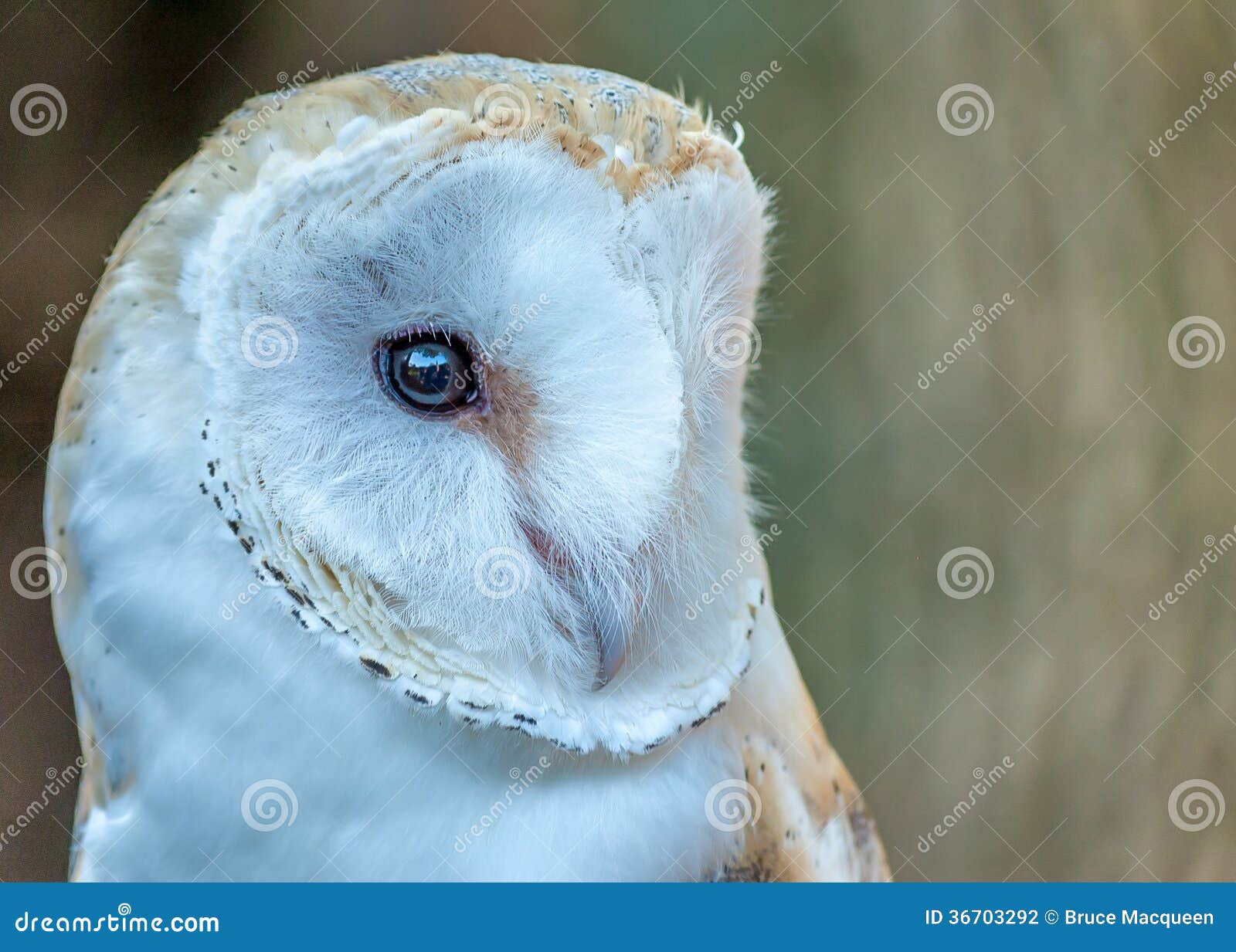 Barn Owl stock photo. Image of bird, prey, wildlife, head - 36703292