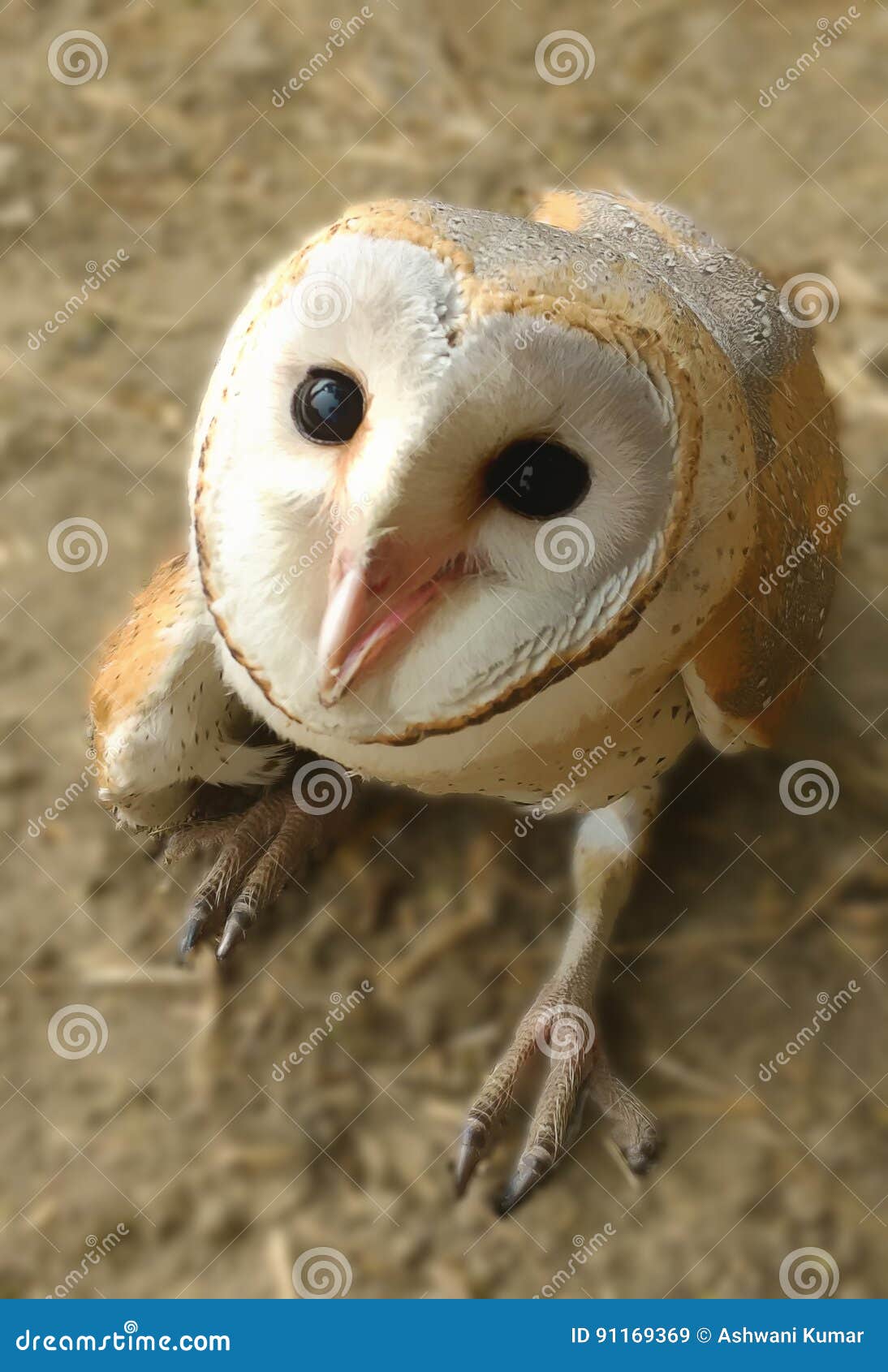 Barn Owl stock image. Image of animal, species, wildlife - 91169369