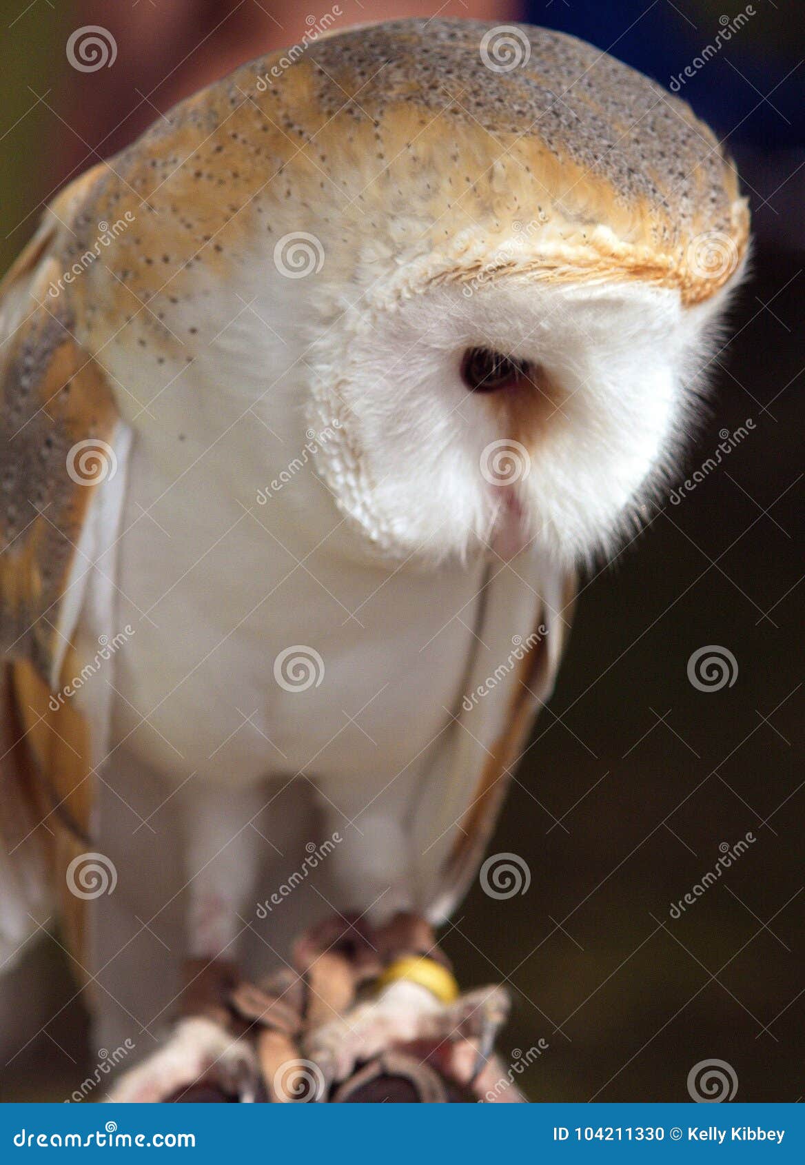 BARN OWL in DEEP REFLECTION Stock Photo - Image of speckled, barn ...