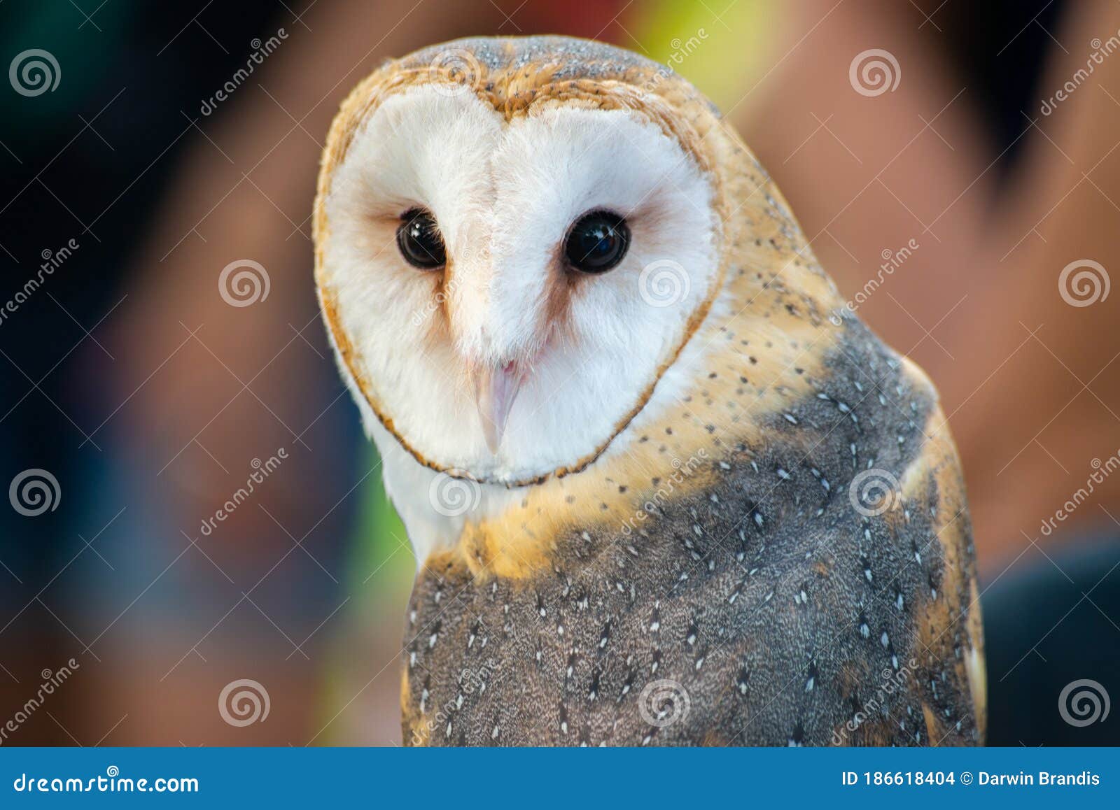 Barn Owl stock photo. Image of intimidating, owls, birding - 186618404