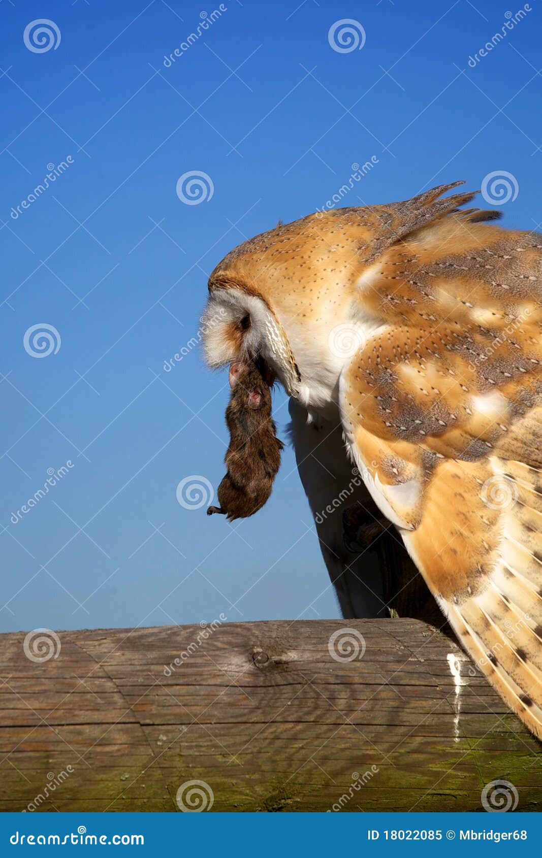 A barn owl eating stock image. Image of nature, face - 18022085