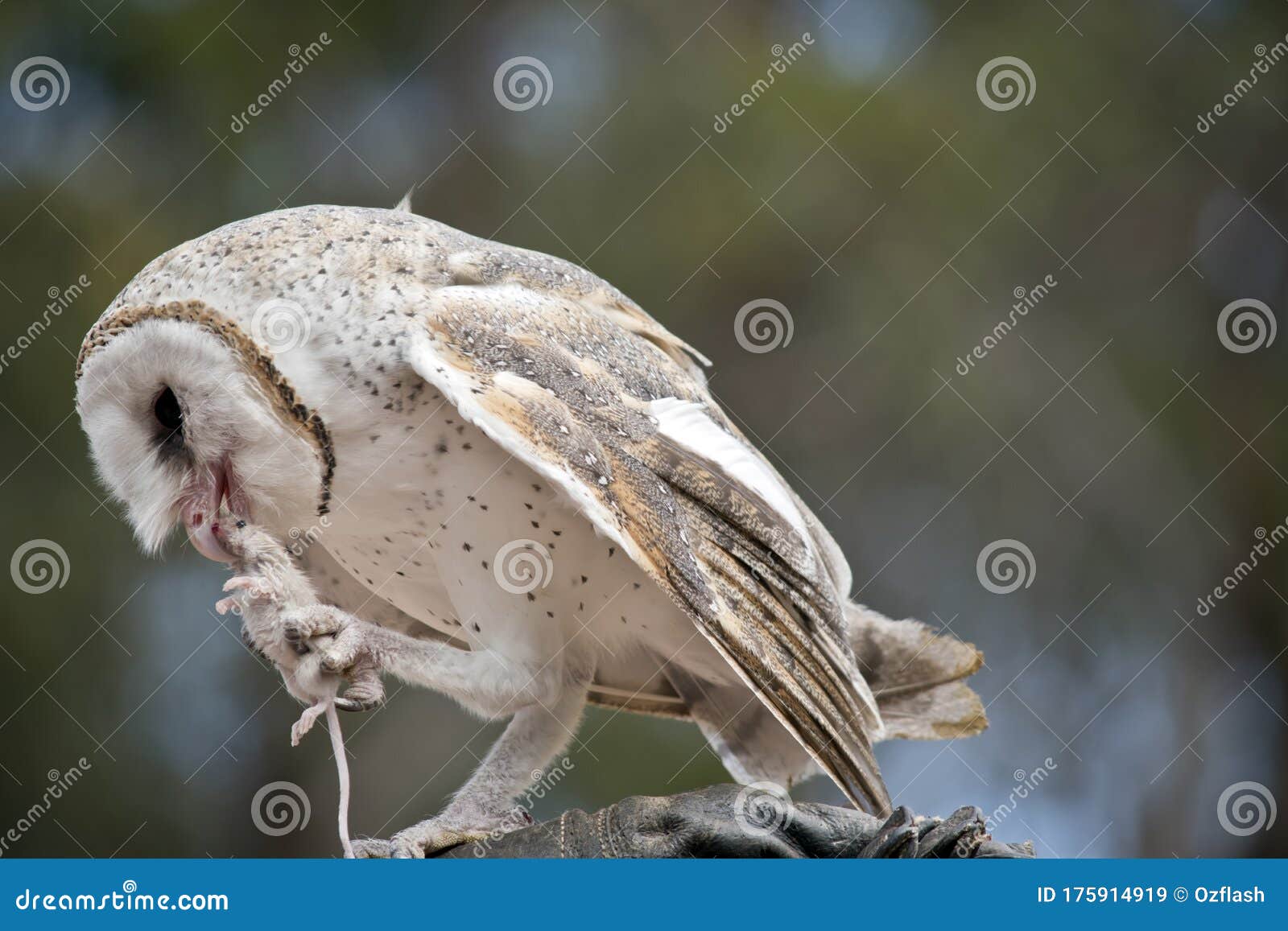 The Barn Owl is Eating a Rat Stock Image - Image of eyes, white: 175914919