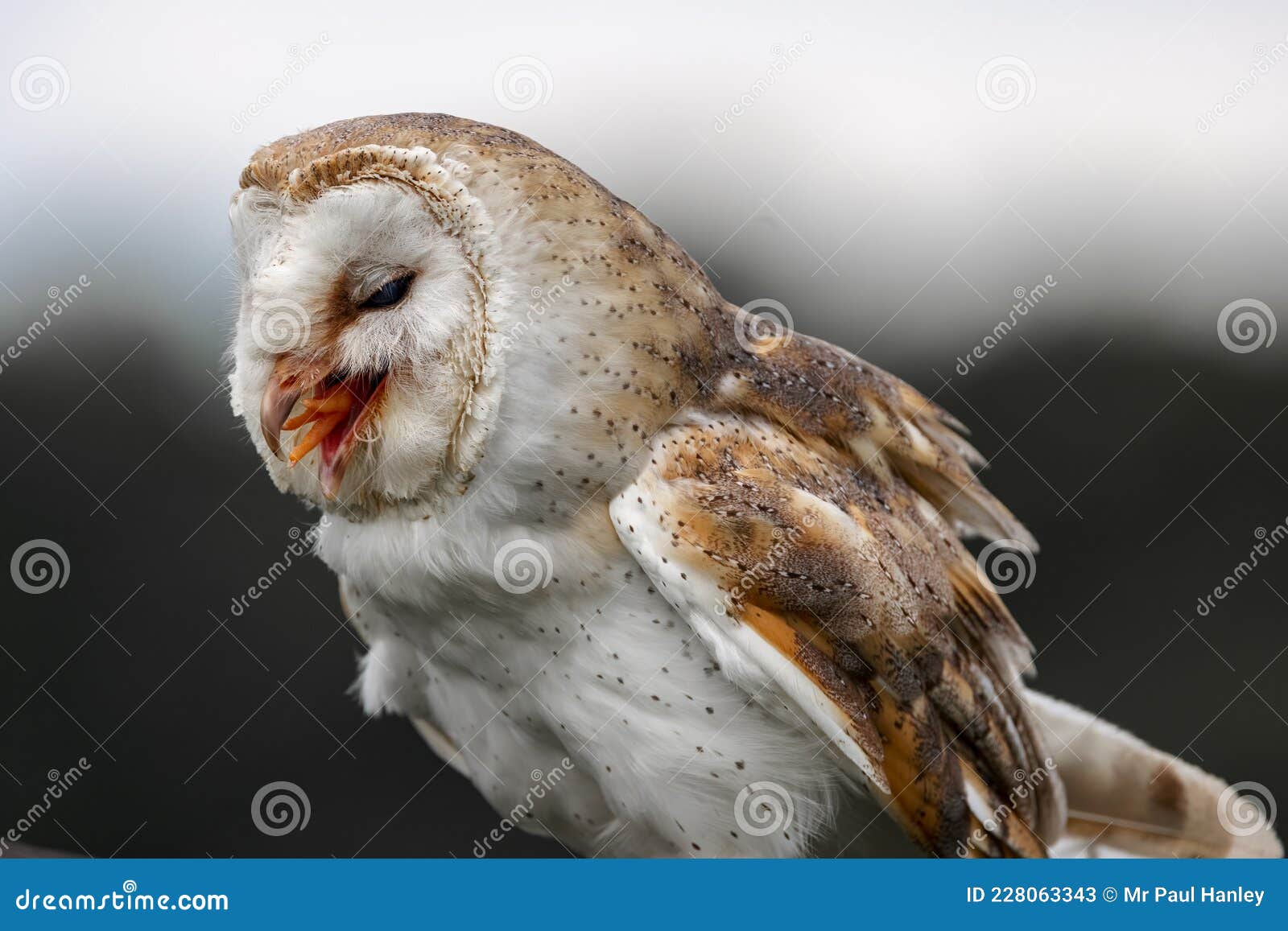 A Barn Owl Eats a Chicken Foot Stock Image - Image of nature, tyto ...