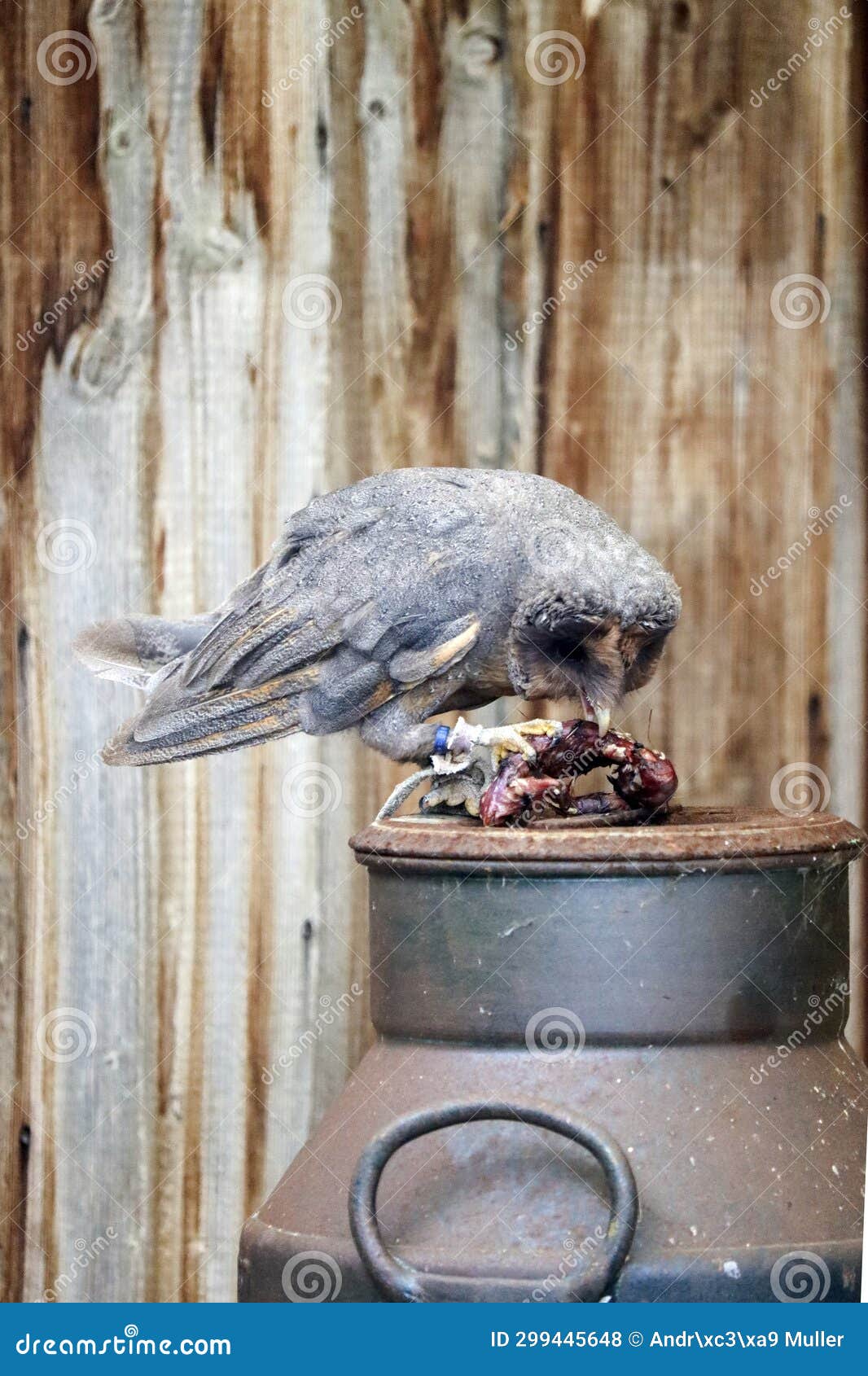 Barn Owl Eats a Hamster on a Milk Can at Raptor Farm Stock Photo ...