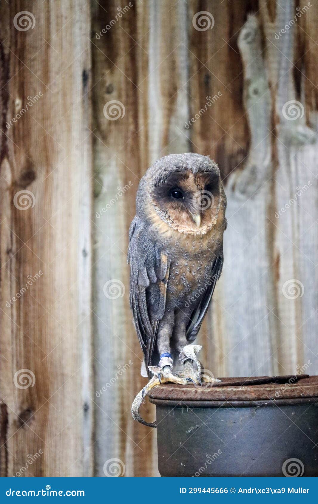 Barn Owl Eats a Hamster on a Milk Can at Raptor Farm Stock Photo ...