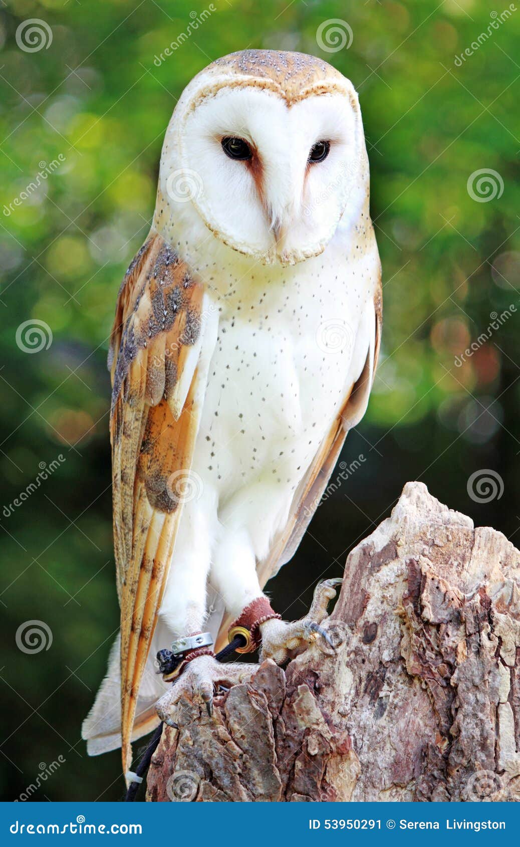 Barn Owl stock image. Image of front, barn, talons, feathers - 53950291