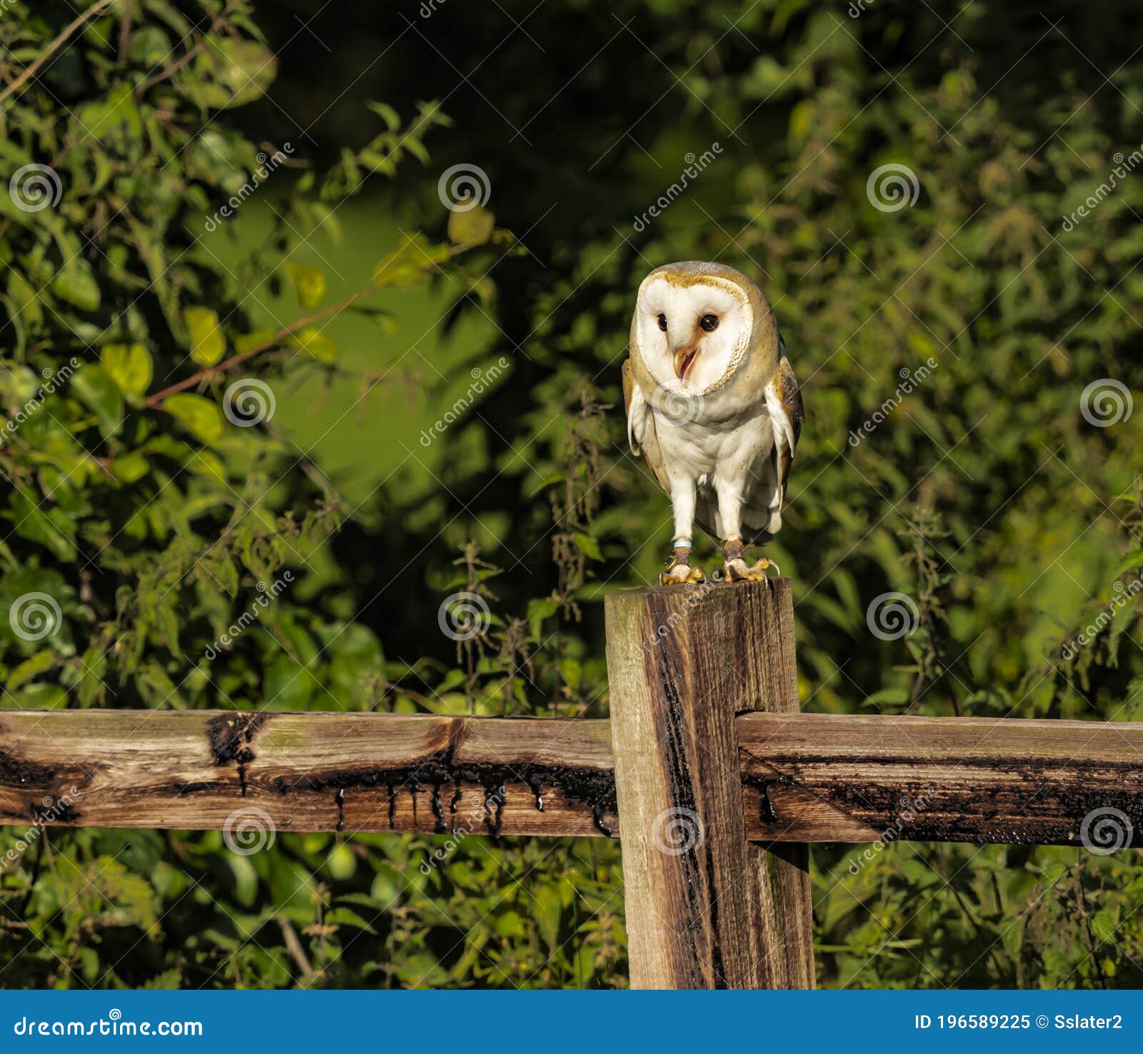 Barn Owl stock image. Image of alba, sunny, european - 196589225