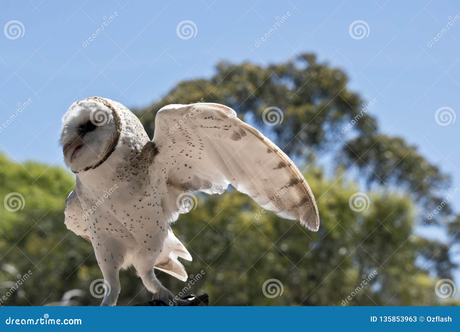 A barn owl stock image. Image of barn, hoot, feathers - 135853963