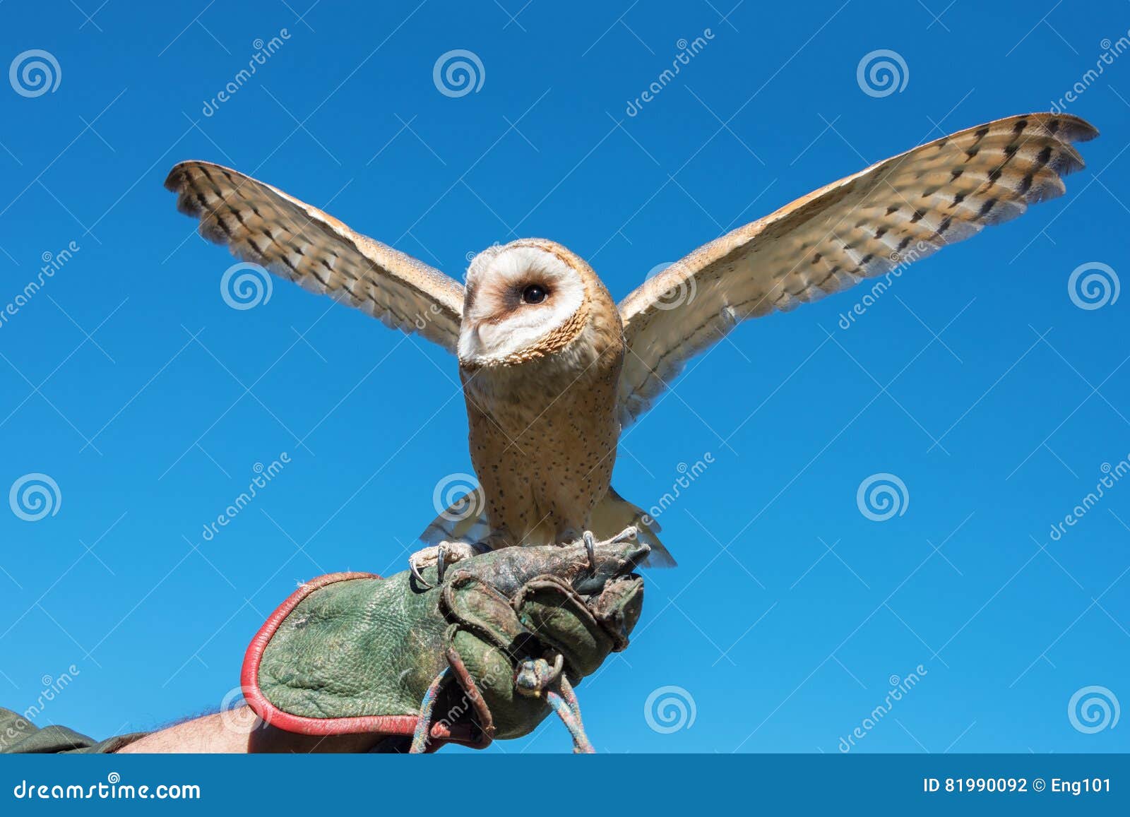 Barn Owl Flapping Its Wings Stock Photo - Image of animal, hawking ...