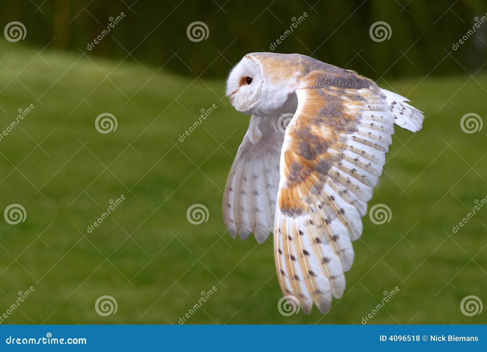 Barn Owl in flight stock photo. Image of prey, soundless - 4096518