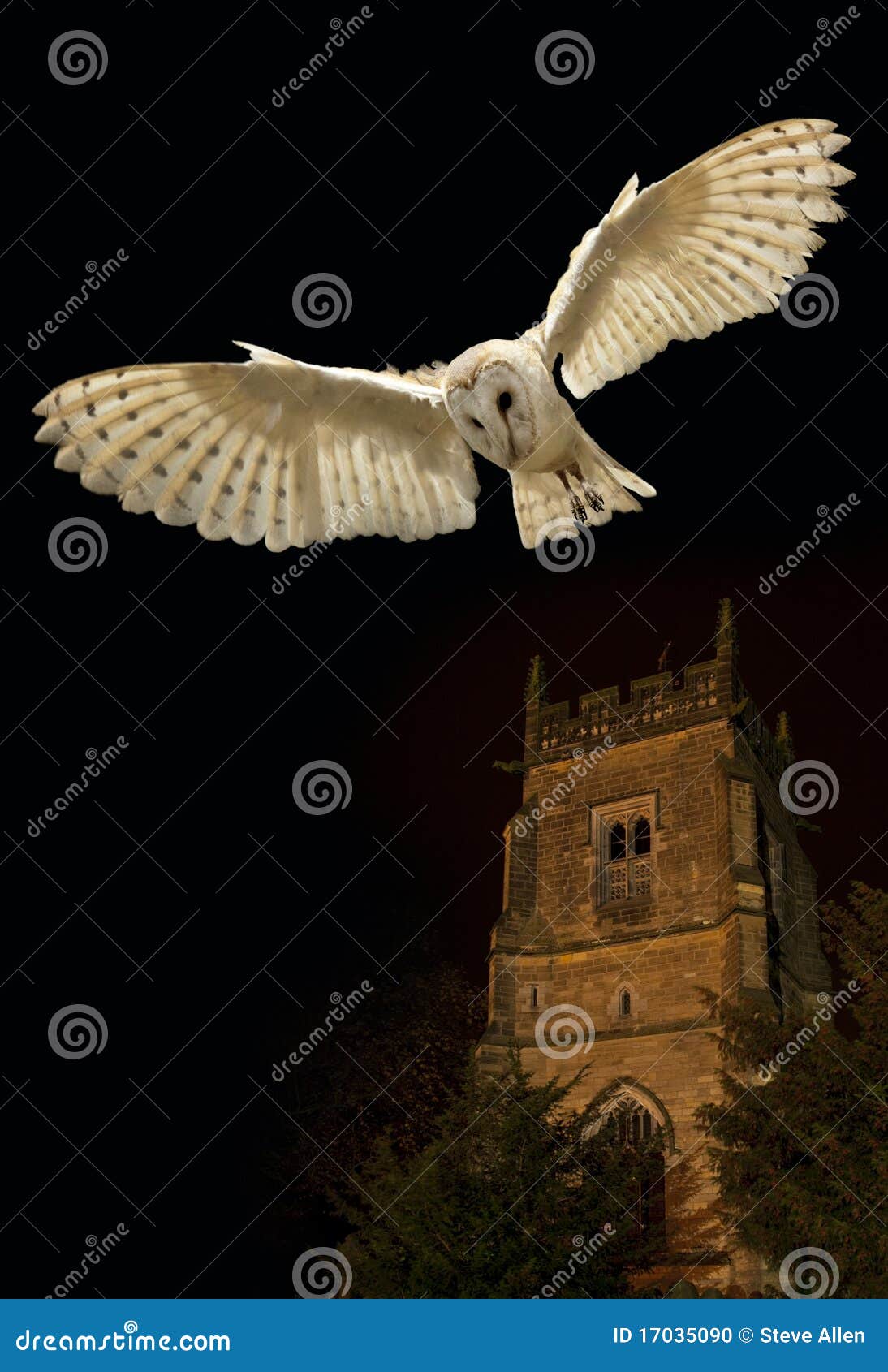 Barn Owls In Flight At Night