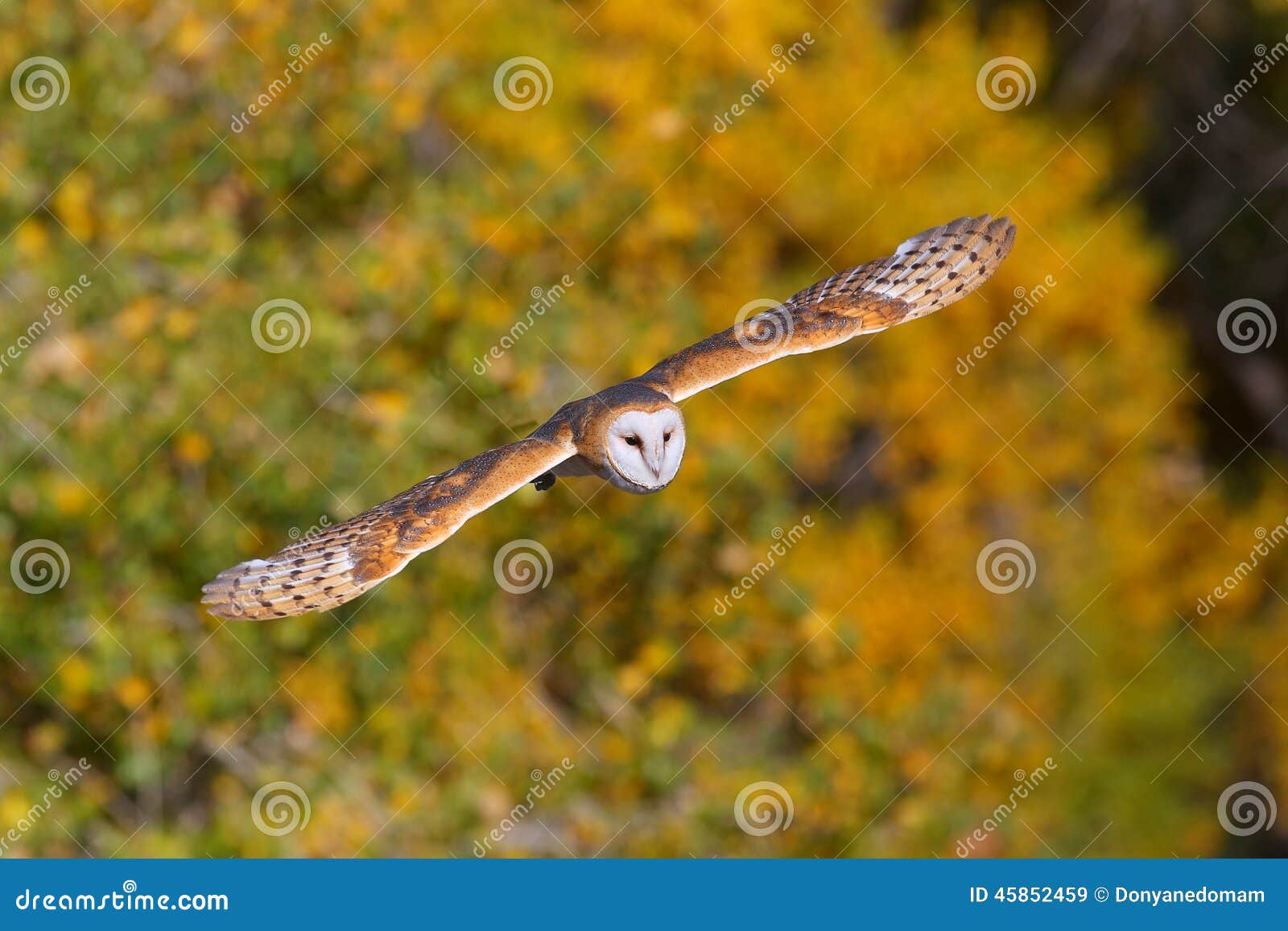 Barn owl in flight stock image. Image of predator, wildlife - 45852459