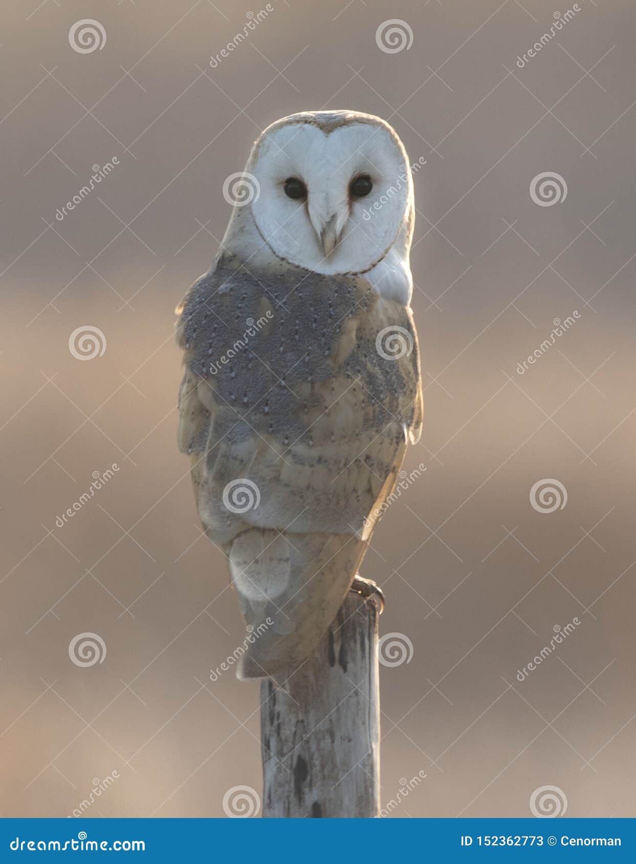 Barn owl stock image. Image of fields, beautiful, flying - 152362773