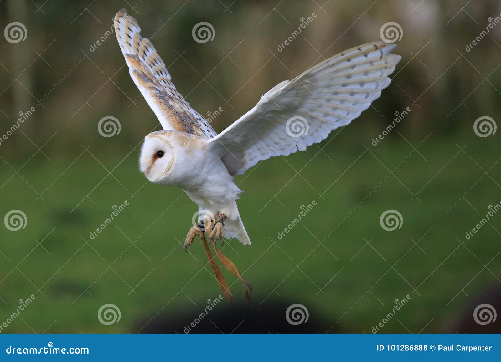 Barn owl flying, in flight stock photo. Image of birch - 101286888