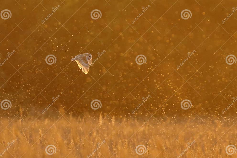 Barn Owl Flying Over the Field through the Midges Stock Image - Image ...