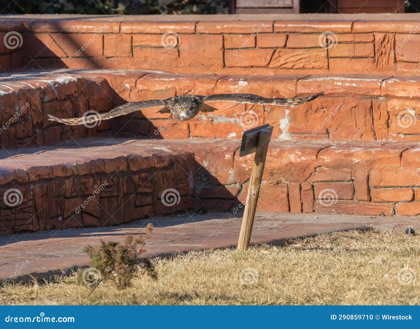 Barn Owl Flying Over a Lawn Area. Stock Photo - Image of forest ...