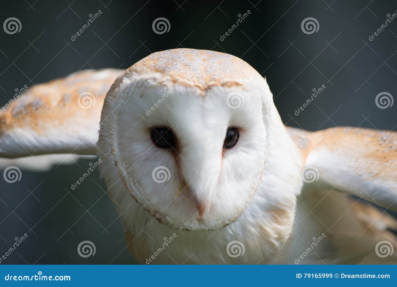 Barn owl stock image. Image of ready, animal, hunting - 79165999