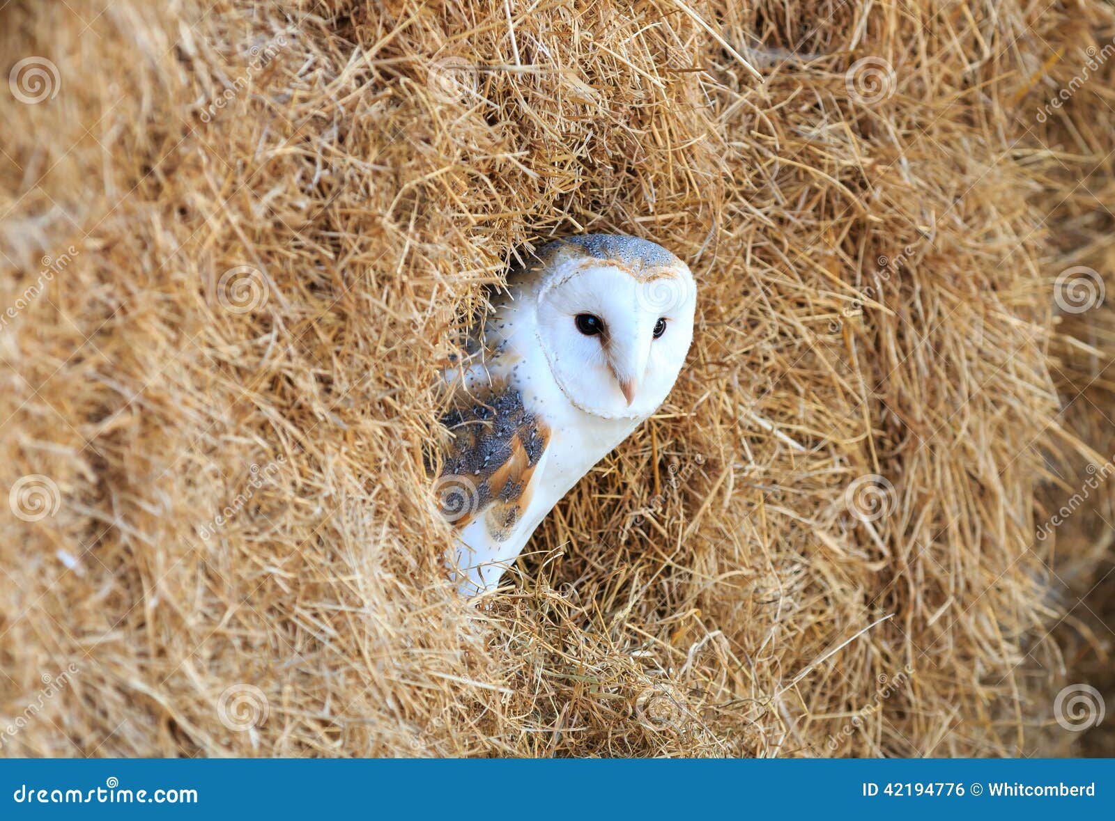 Barn Owl in a hay bale stock photo. Image of alert, farm - 42194776
