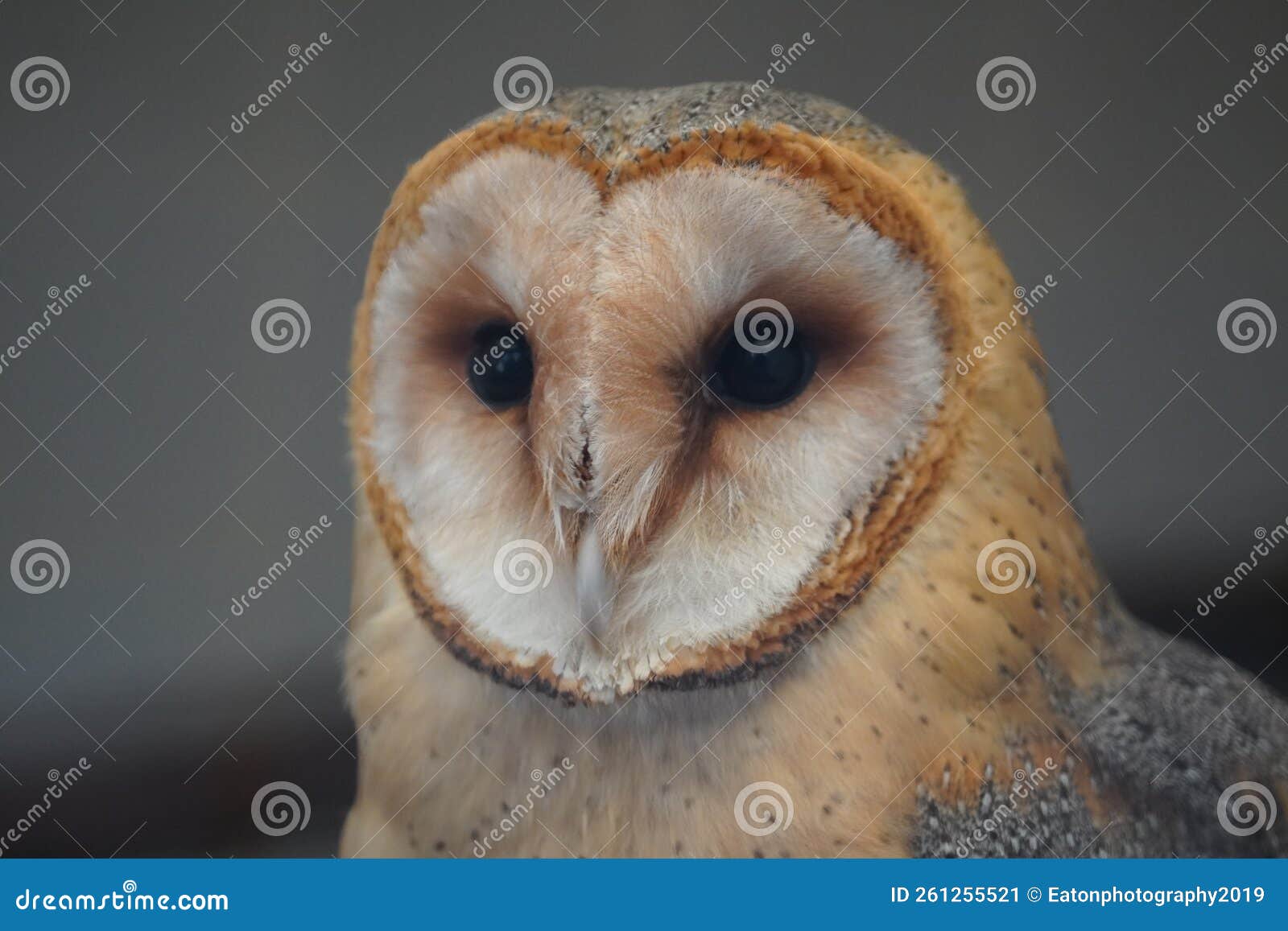 Barn owl looking out stock image. Image of bird, aves - 261255521
