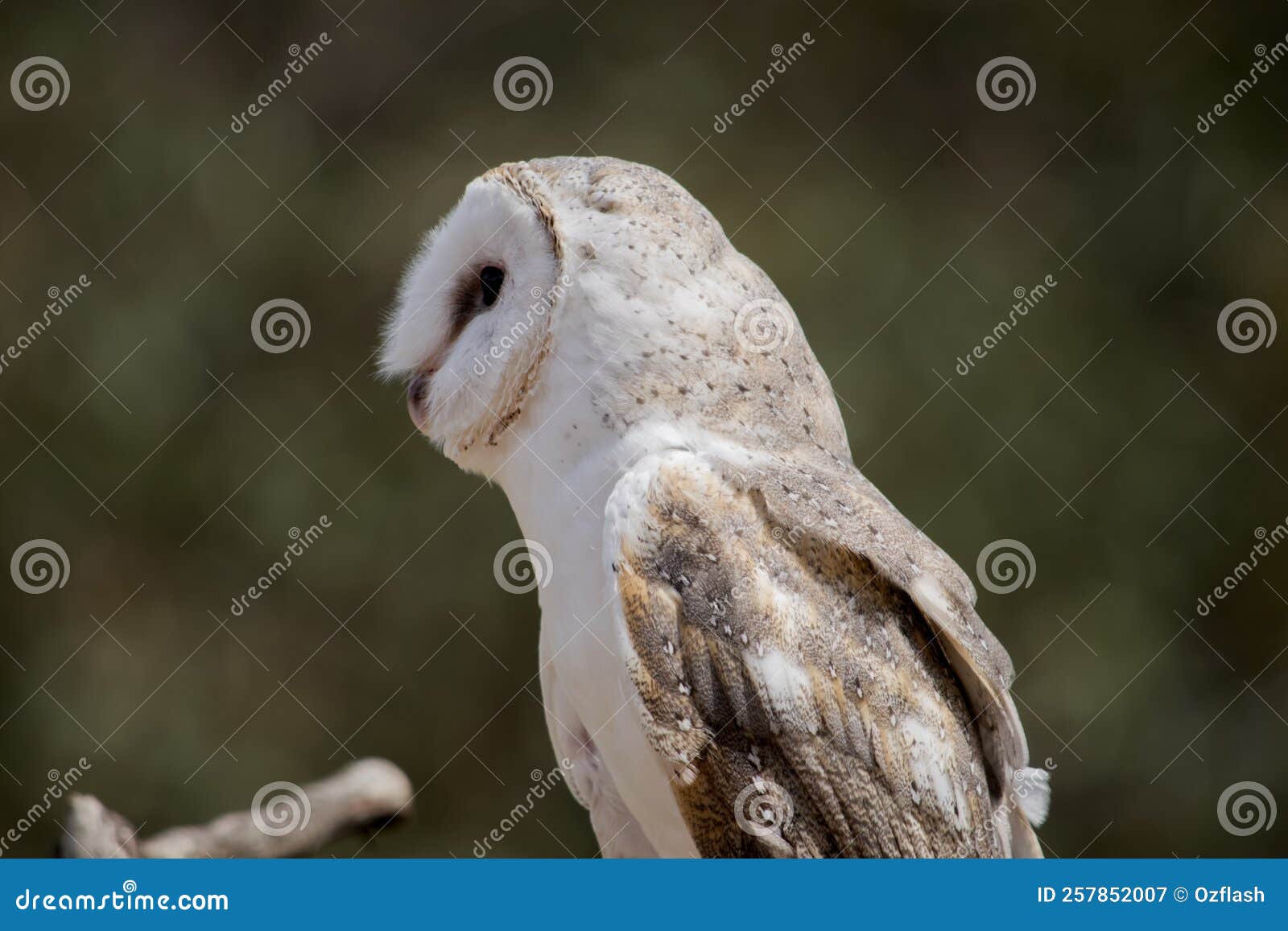 The Barn Owl is a Medium-sized, Pale-coloured Owl with Long Wings and a Short, Squarish Tail. it ...