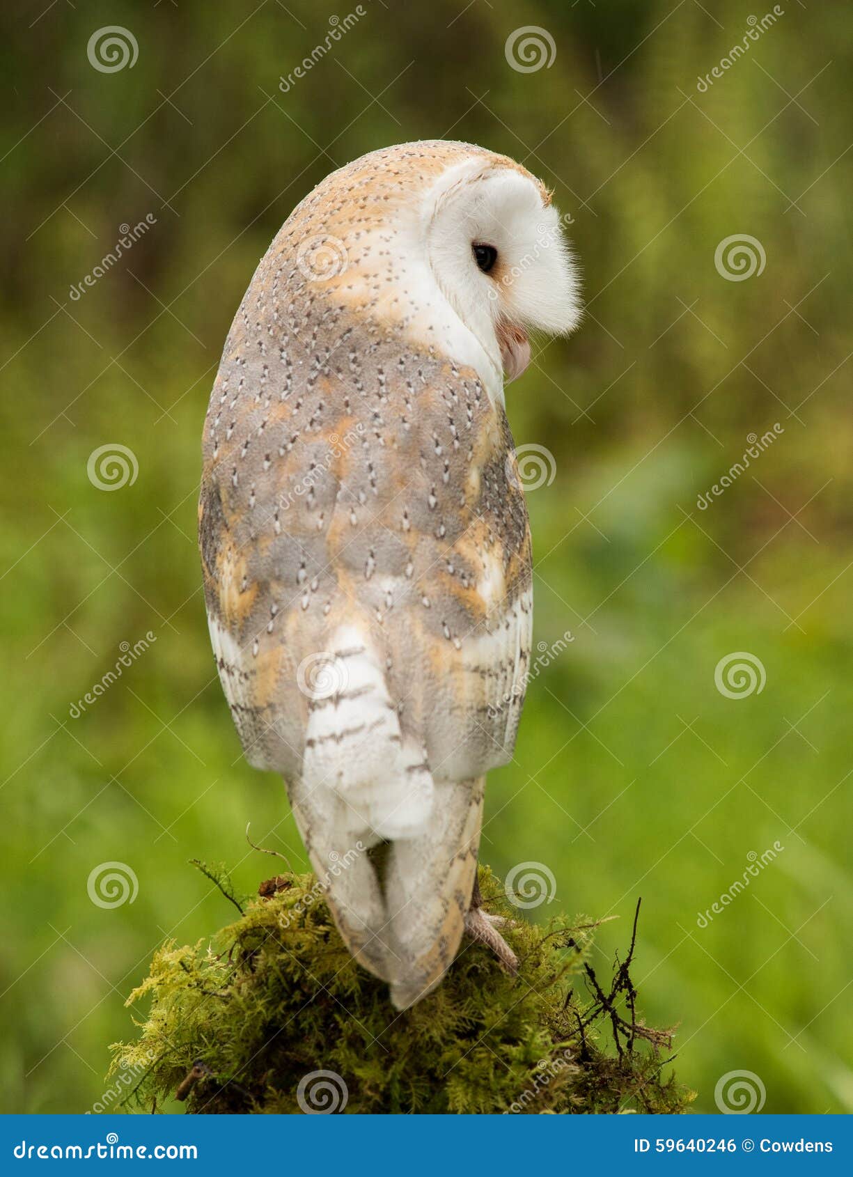 Barn Owl stock photo. Image of birds, thorburn, british - 59640246