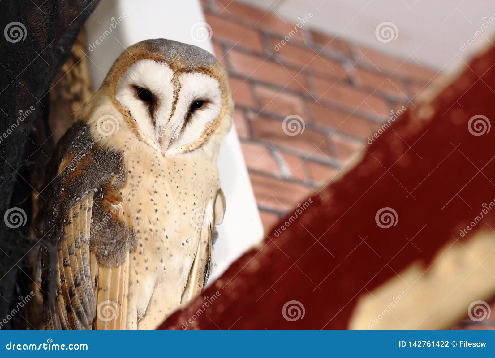 Barn Owl in Own Cafe Looking Down from Top Stock Photo - Image of small ...