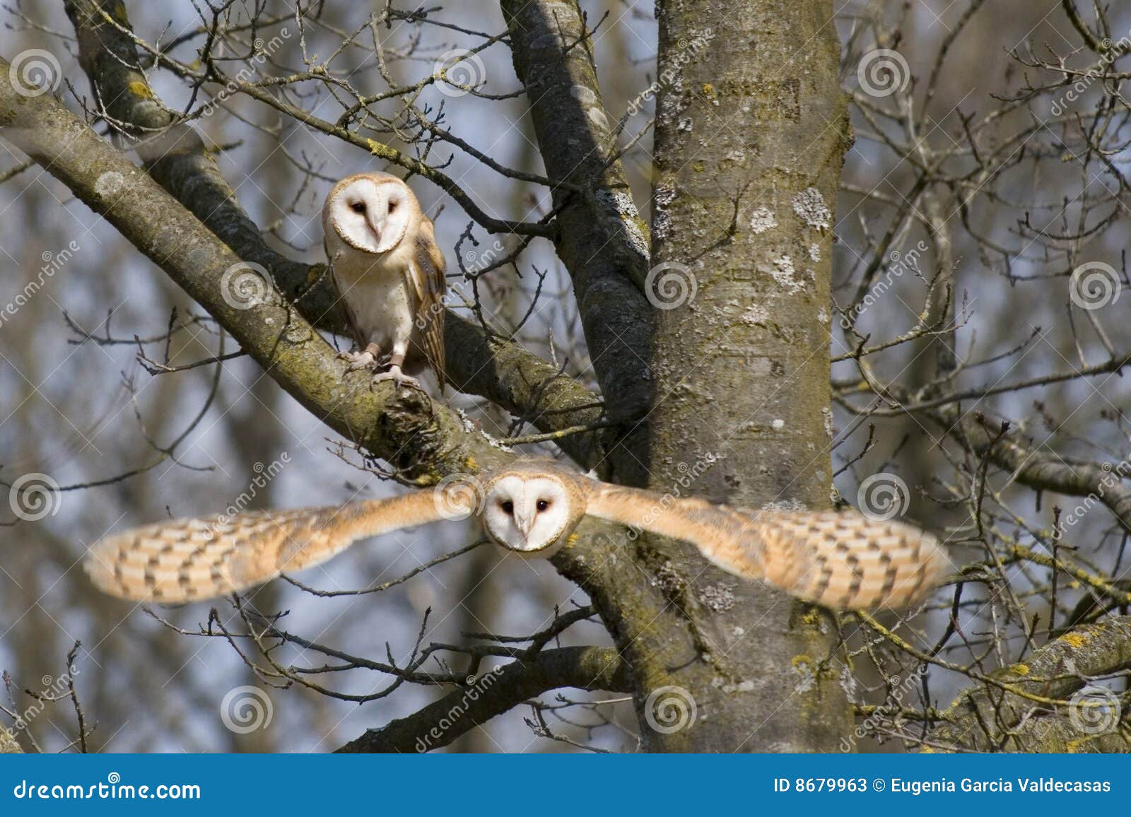 Barn Owl Pair stock image. Image of prey, animals, barn - 8679963