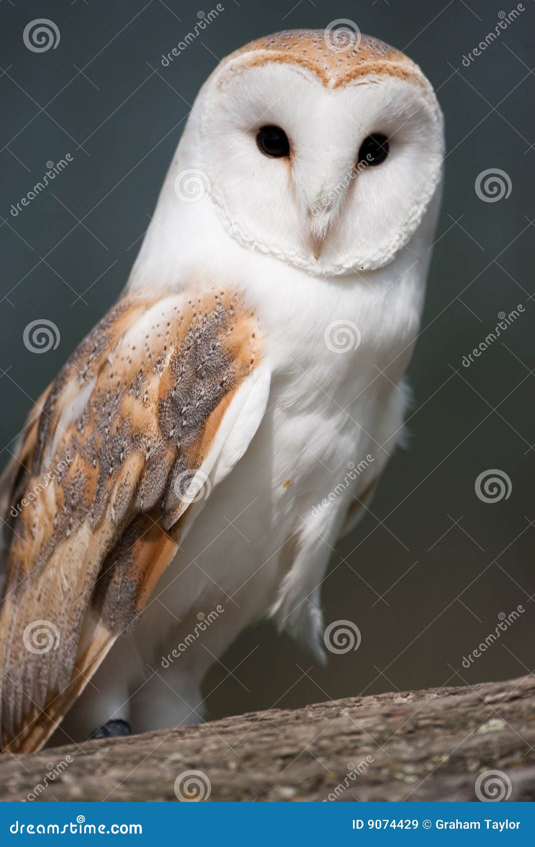 Barn Owl on perch stock image. Image of hunt, predator - 9074429