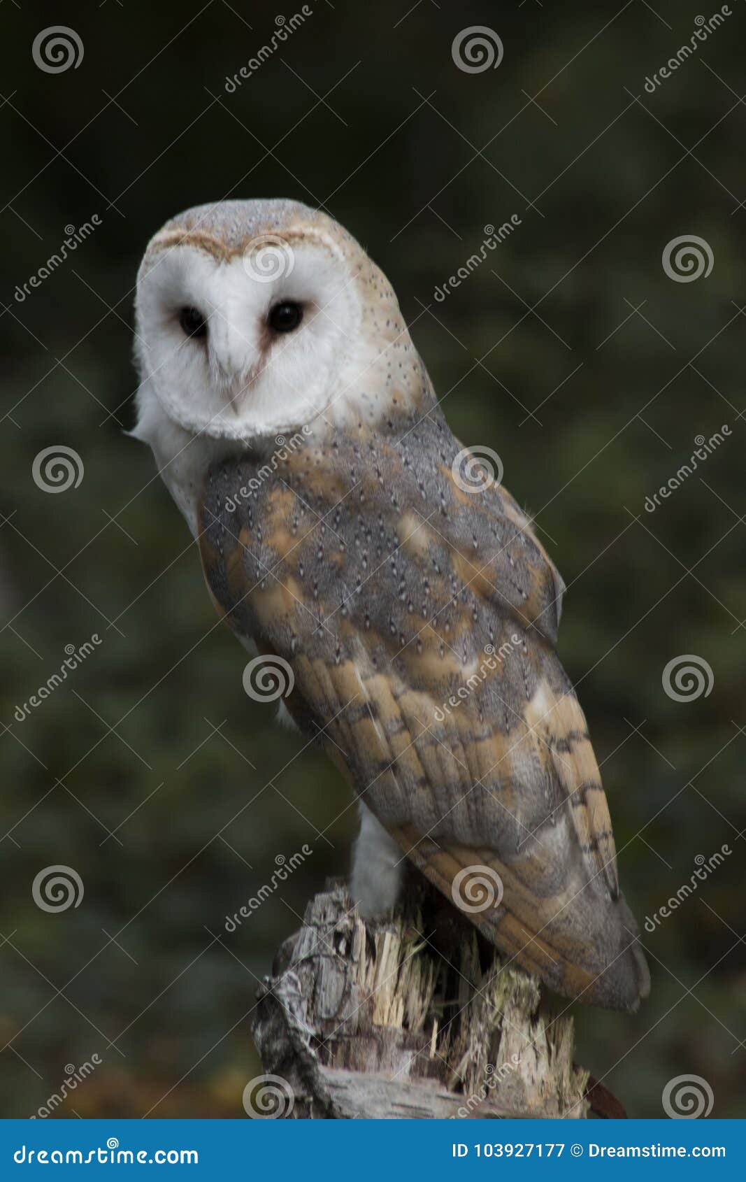 Barn owl on a perch stock image. Image of bird, worldwildlife - 103927177