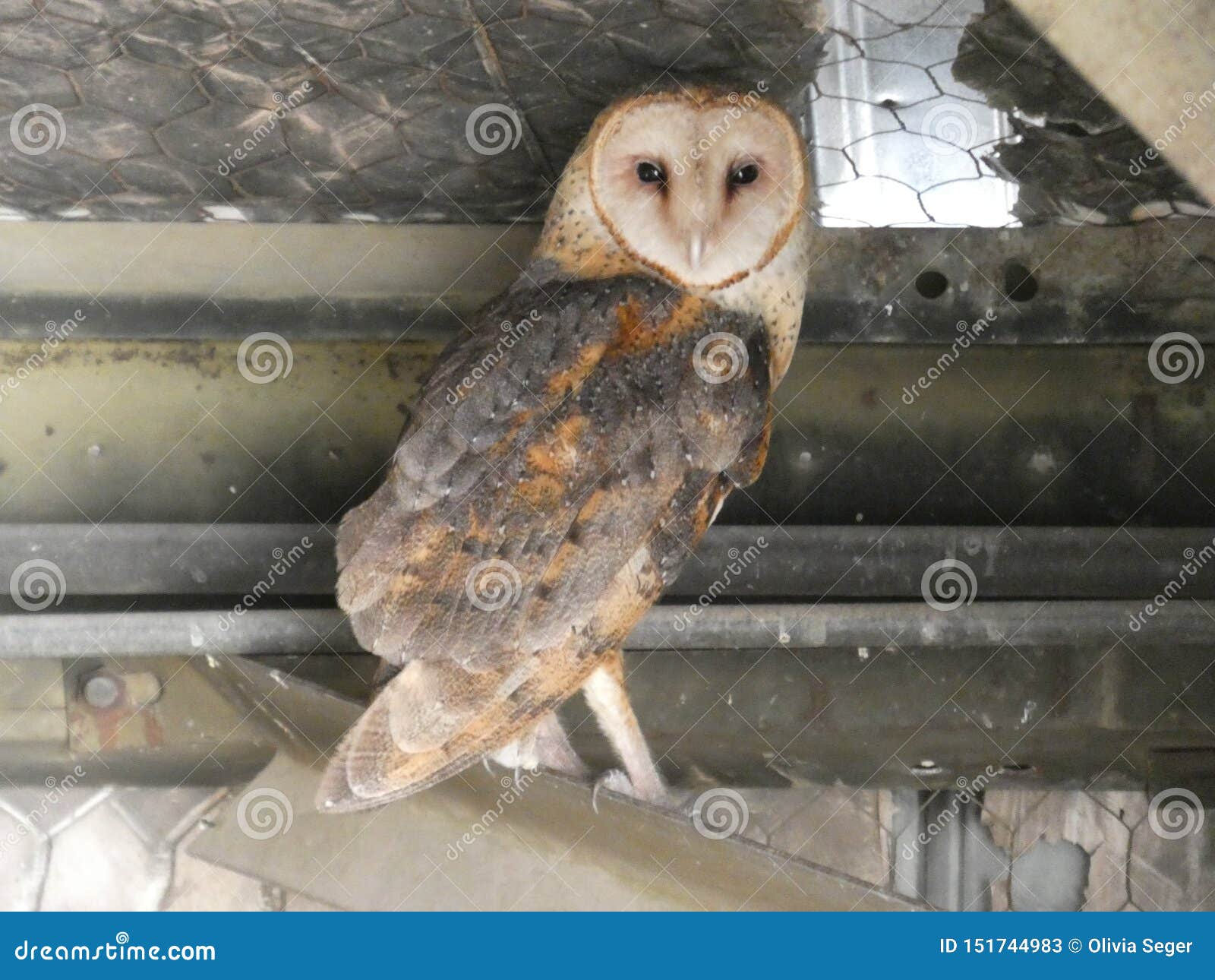 Barn Owl Perched in Barn stock image. Image of wildlife - 151744983