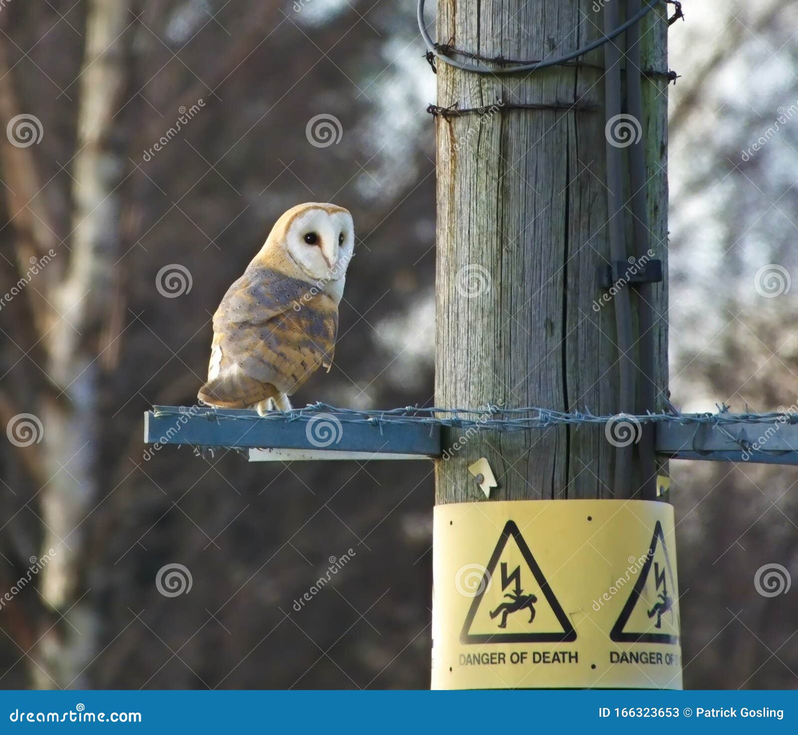 Barn Owl in danger. stock image. Image of welfare, wildlife - 166323653