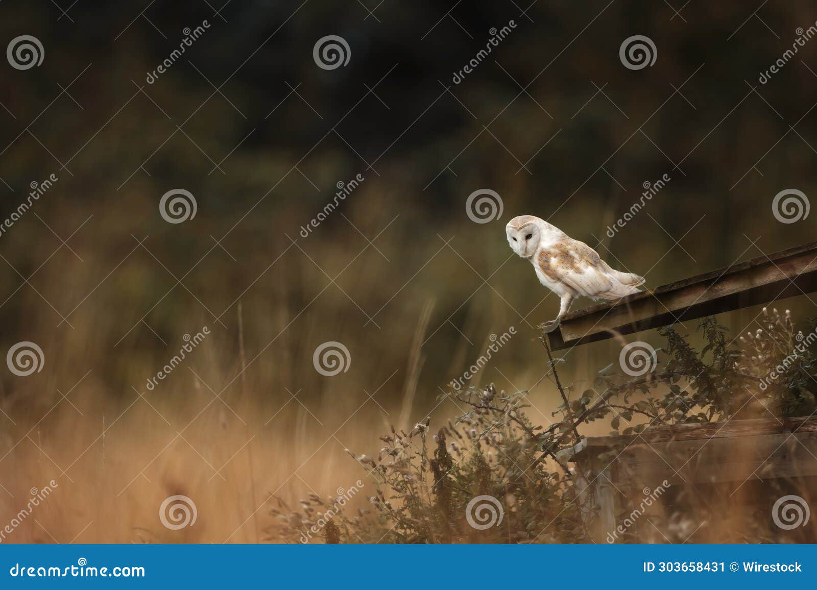 Barn Owl Perched on the Edge of a Wooden Construction in a Rural ...
