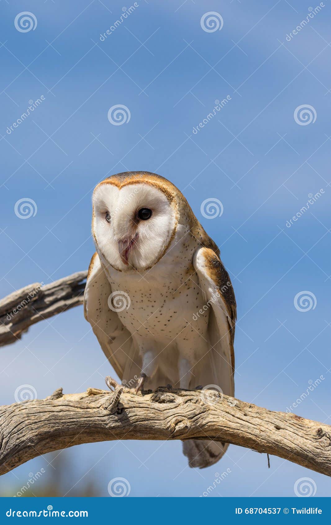 Barn Owl Perched on Tree Branch Stock Image - Image of animal, bird ...