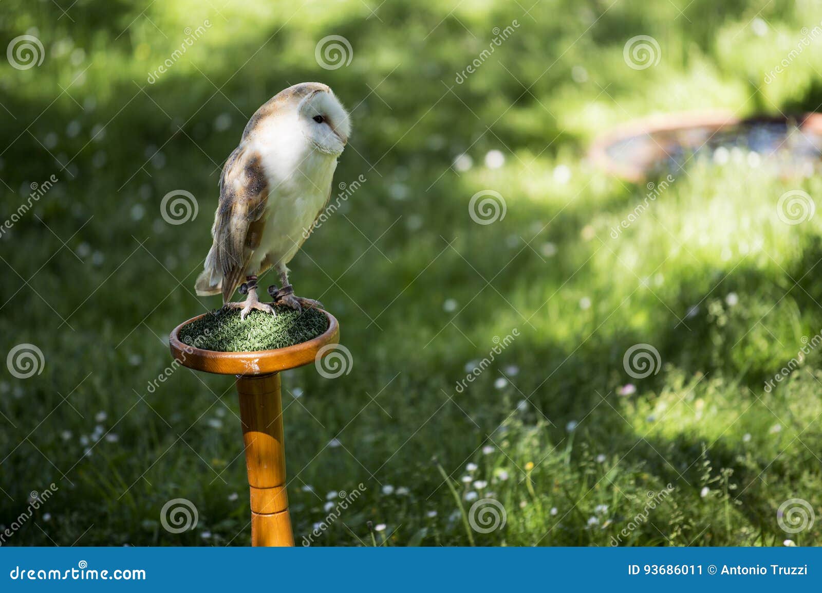 Barn Owl Perched on Trespole Stock Image - Image of perched, predator ...