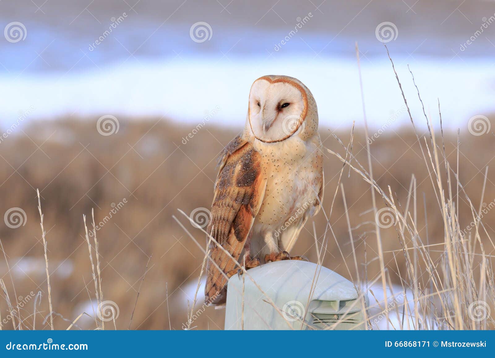 Barn Owl stock image. Image of avian, nature, nocturnal - 66868171