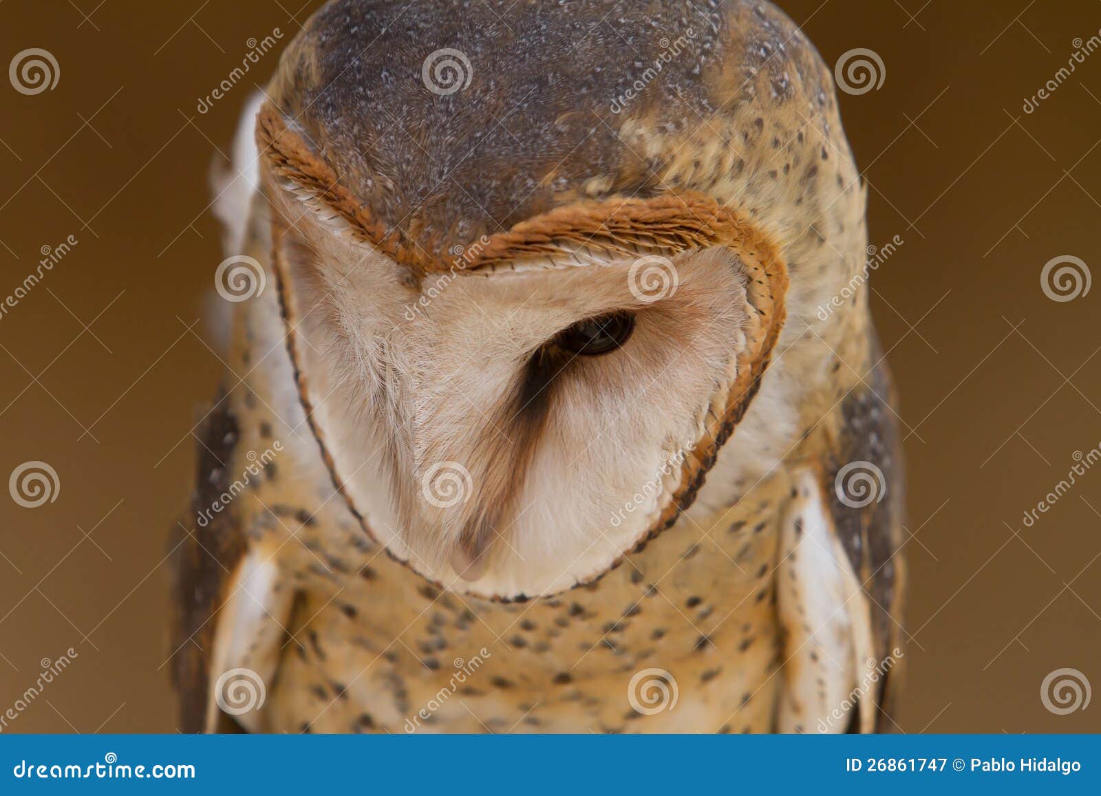Barn Owl portrait stock image. Image of bird, look, feathers - 26861747