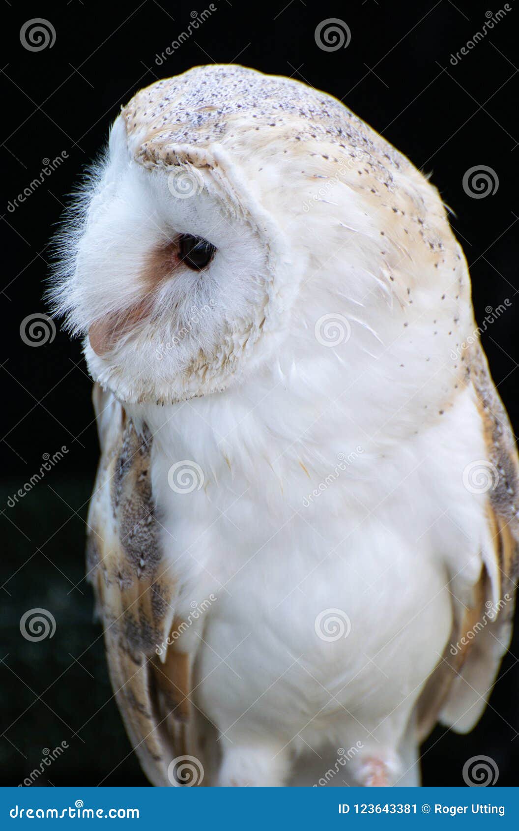 Barn Owl Portrait stock image. Image of bird, hampshire - 123643381