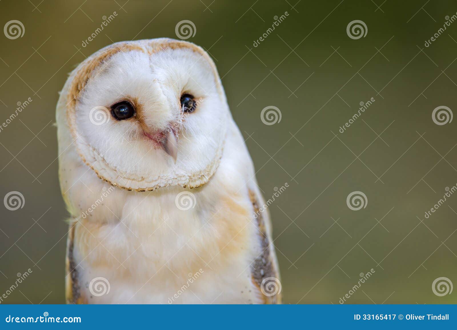 Barn Owl Portrait stock image. Image of animal, beauty - 33165417