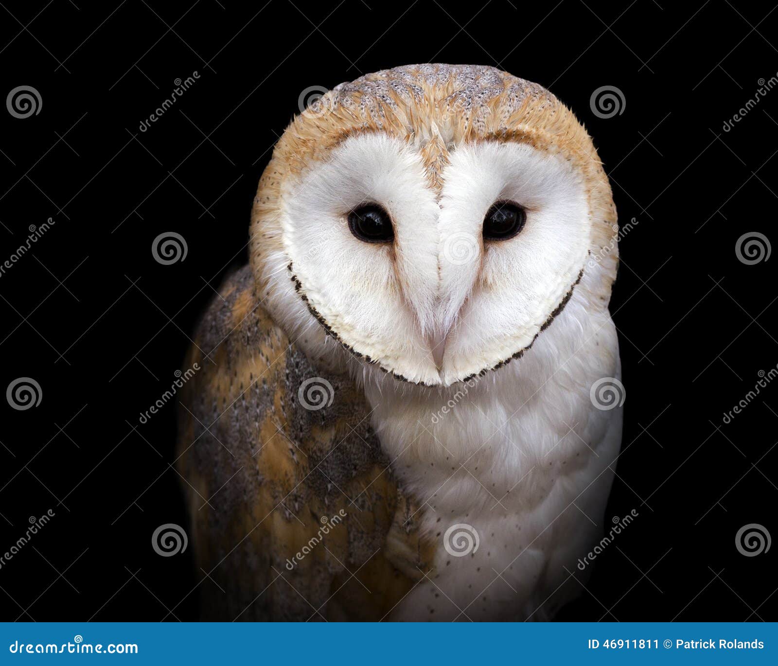 Barn owl portrait stock image. Image of animal, environment - 46911811