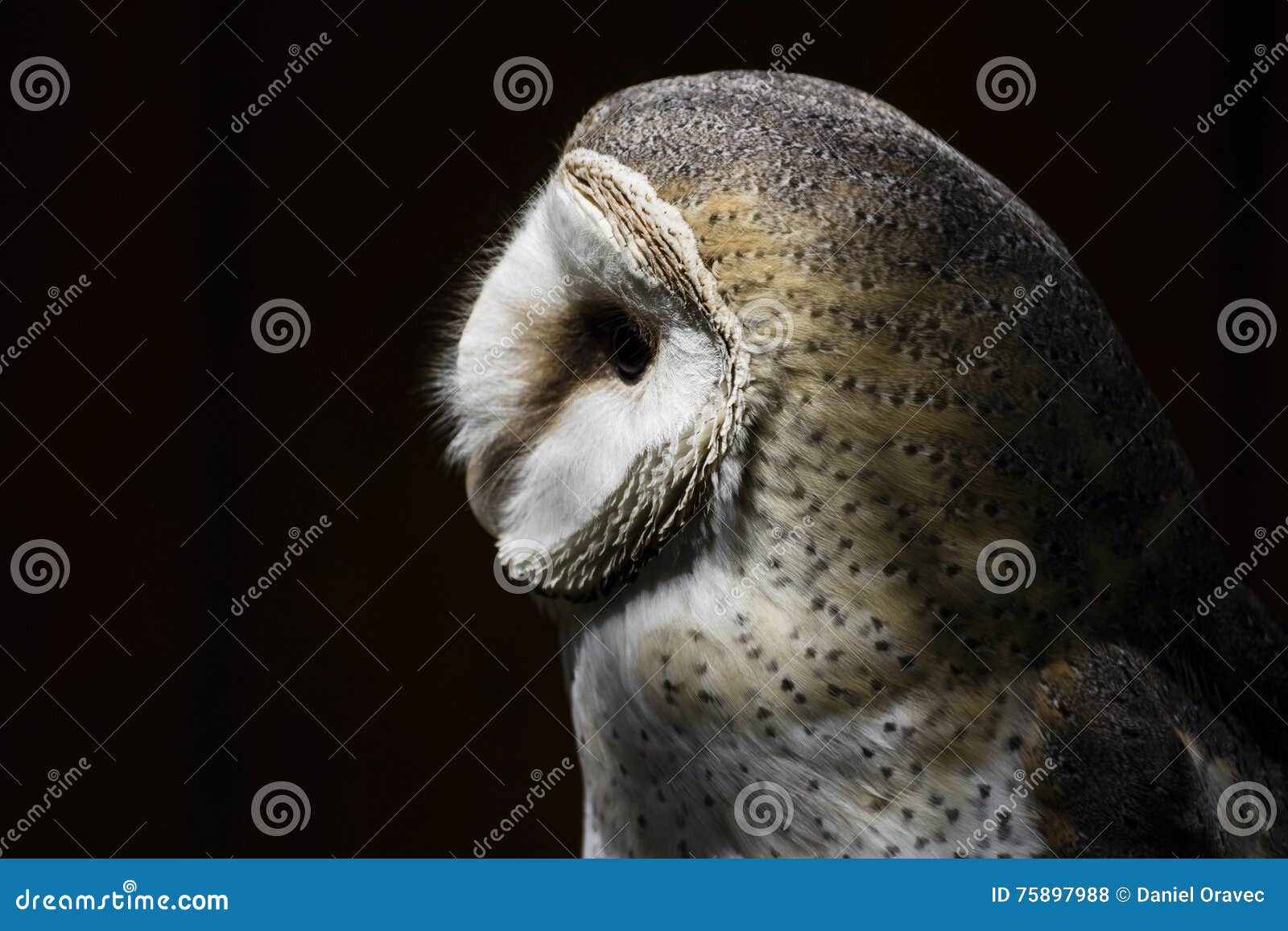 Barn Owl Profile Portrait stock photo. Image of portrait - 75897988