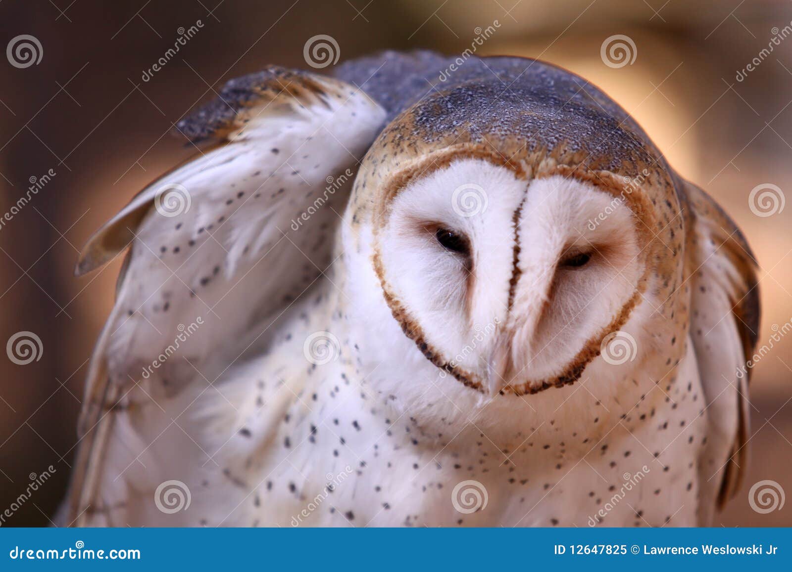 Barn Owl - Ruffled Feathers Stock Image - Image of regal, talons: 12647825